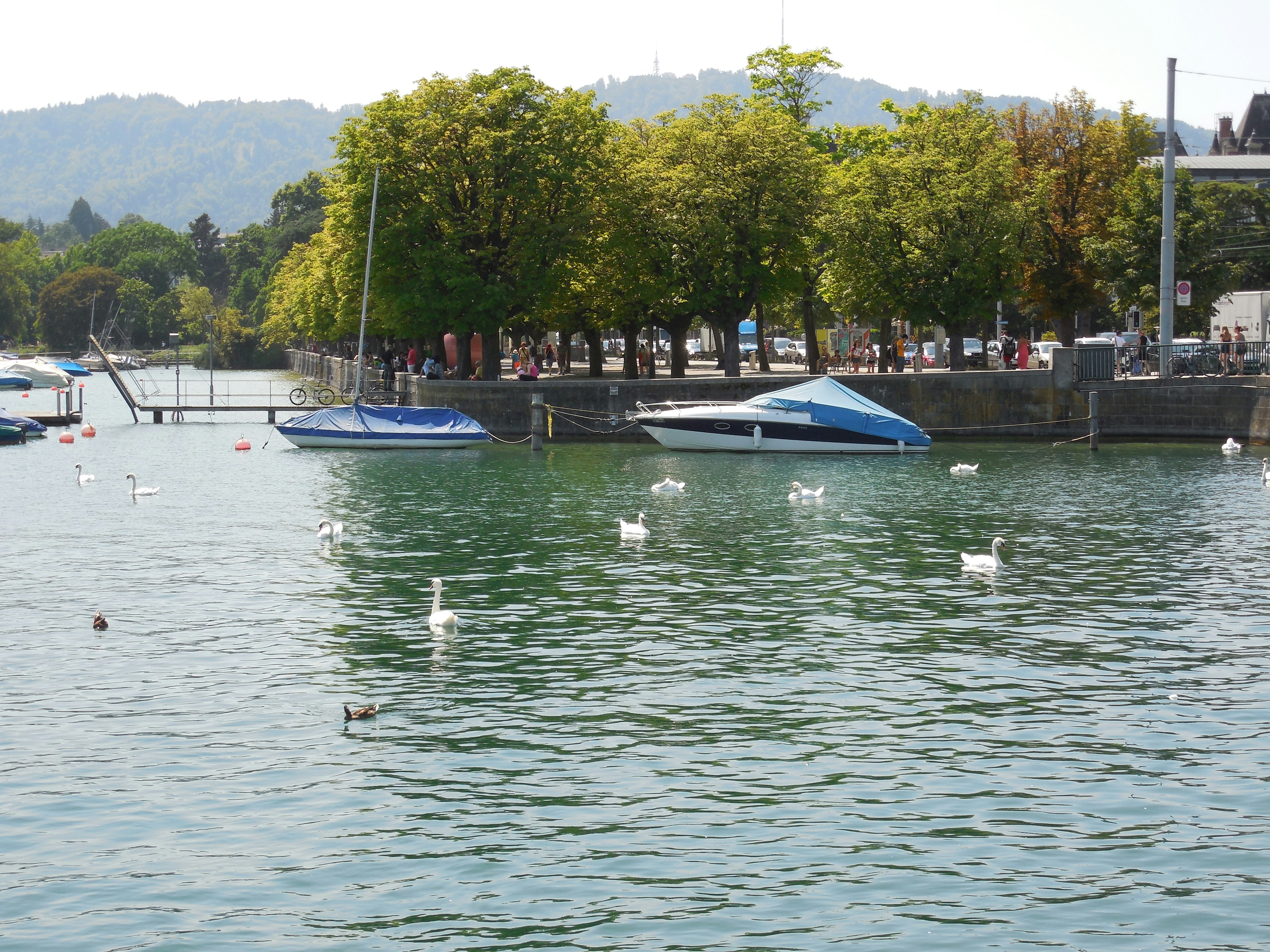 Sailboats and swans float peacefully on a serene lake, surrounded by lush green trees under a clear sky.