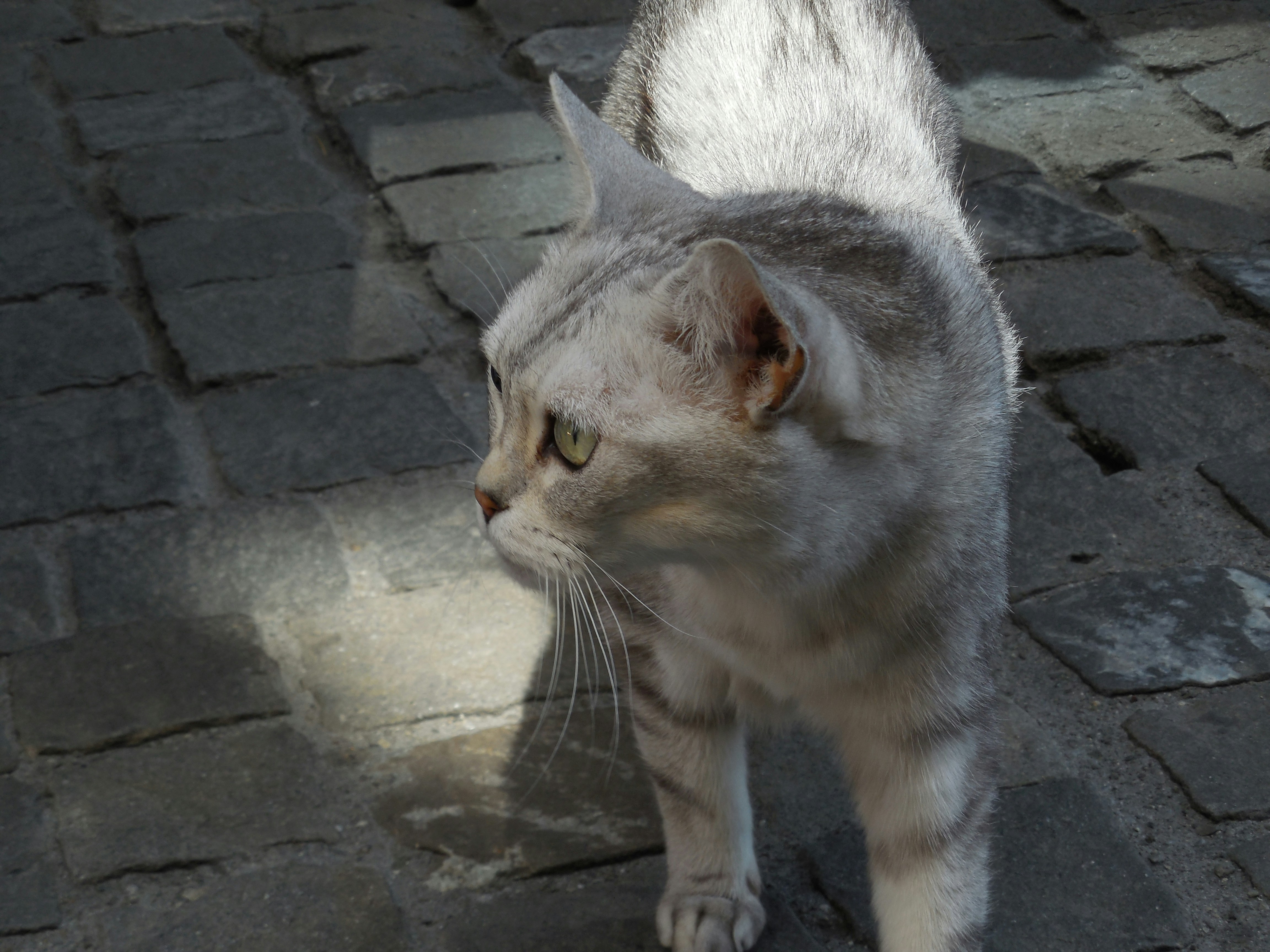 Light spills across a silver tabby cat standing on cobblestones, its head turned to the left as it investigates the scene. A natural street-side portrait with textured ground and soft shadows.