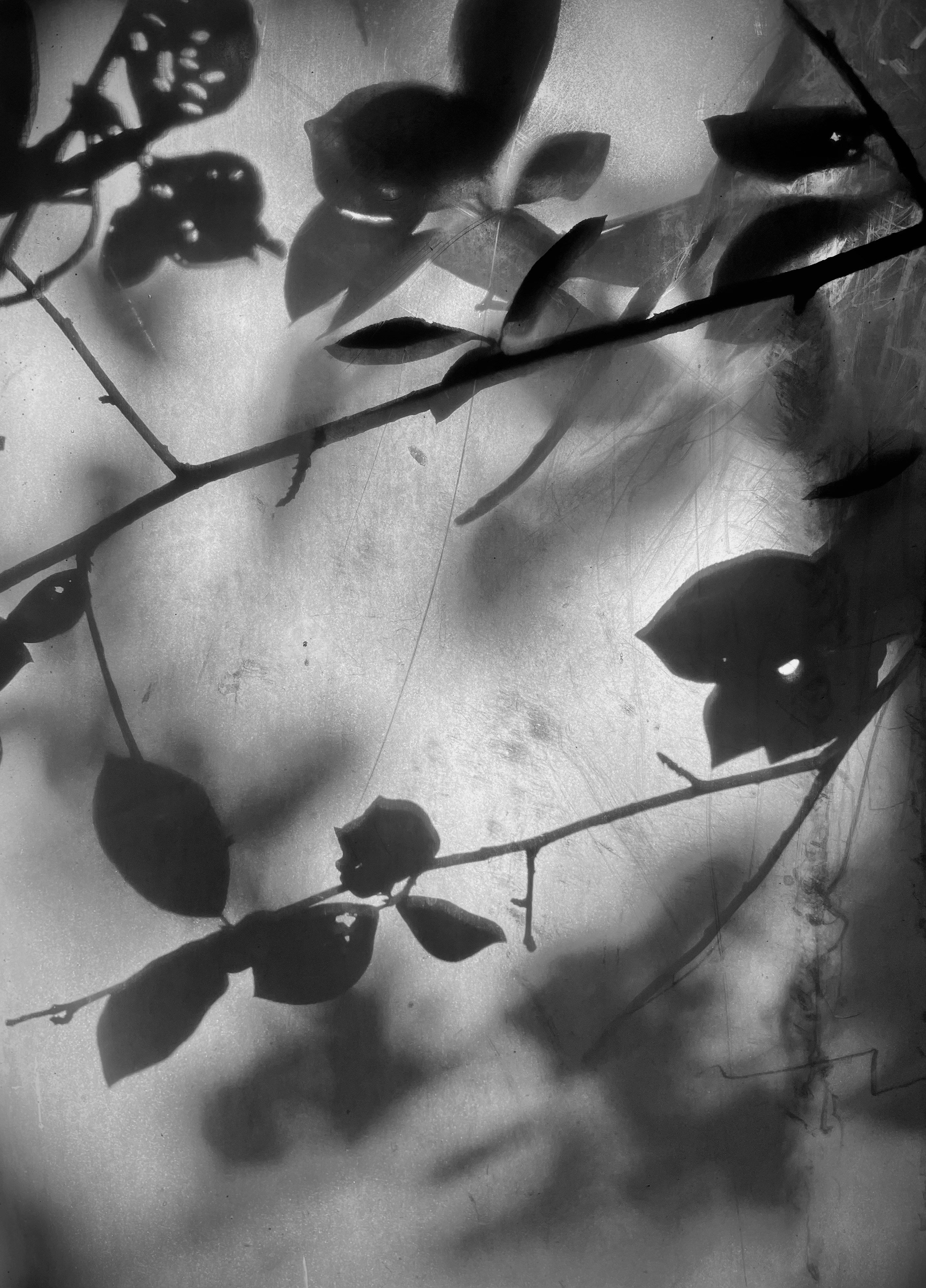 500+ Leaves Shadow Pictures [HD] | Download Free Images on Unsplash