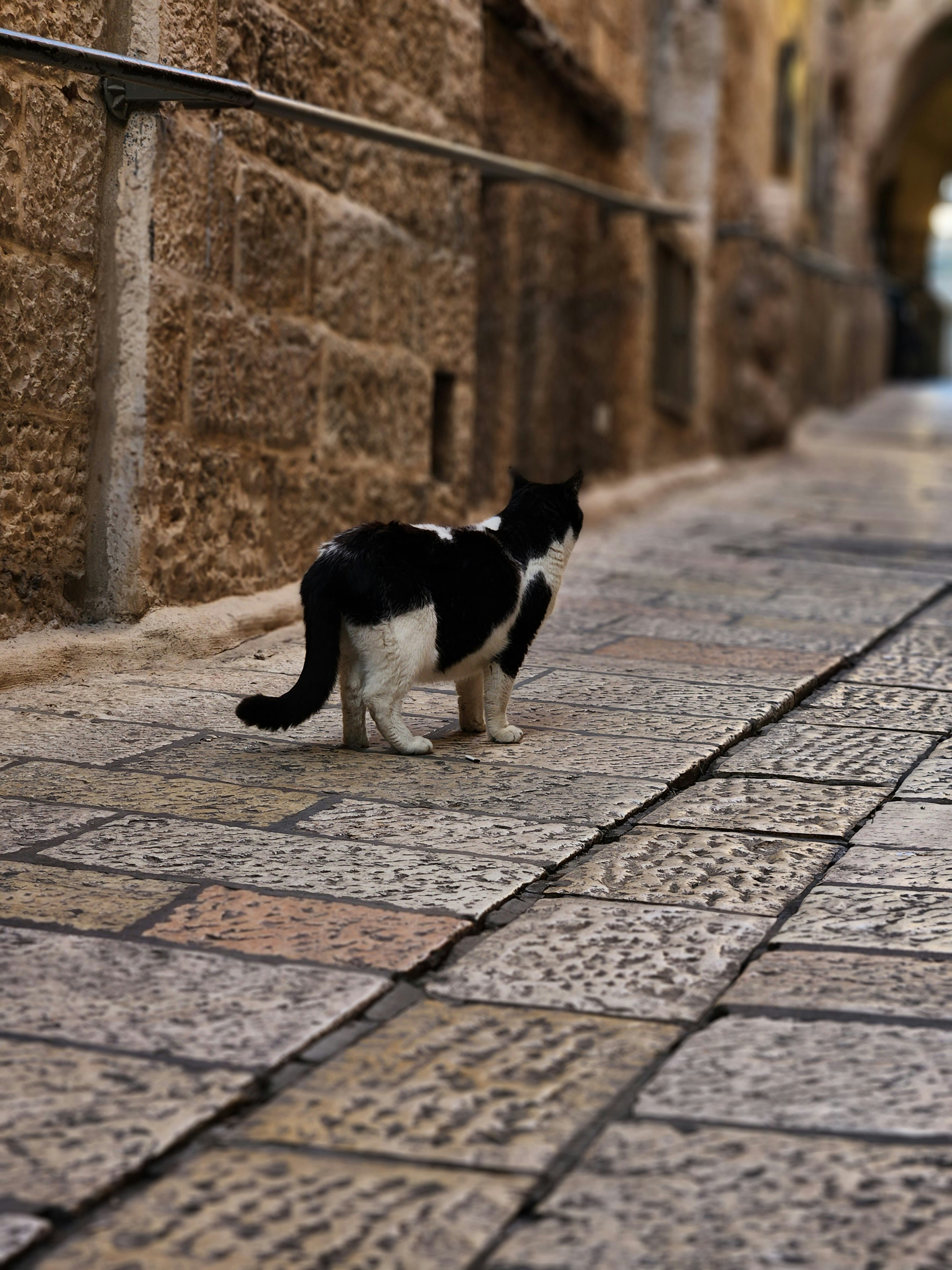 A cat stands and stares.