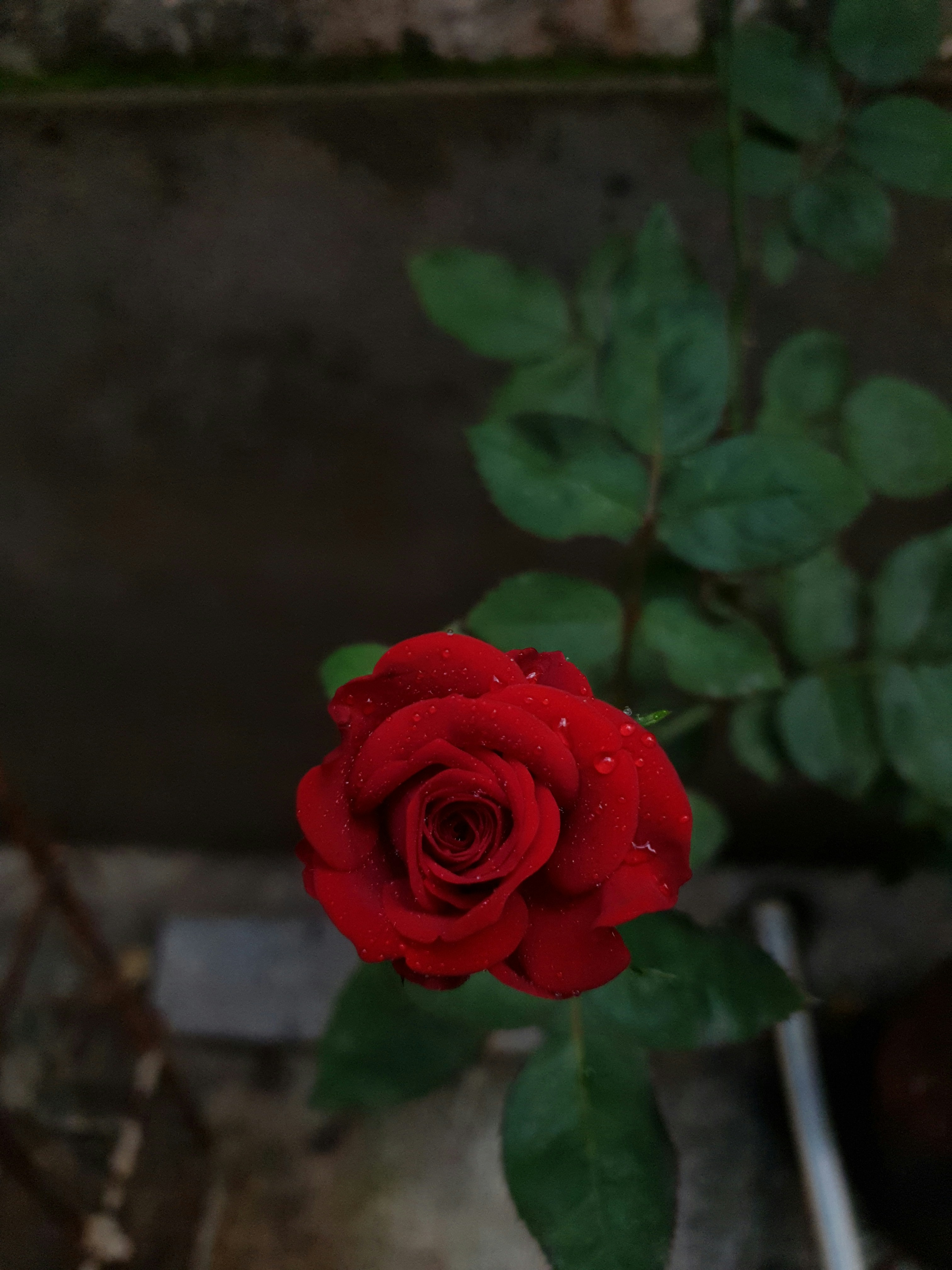 Syrian Rose Pictures | Download Free Images on Unsplash