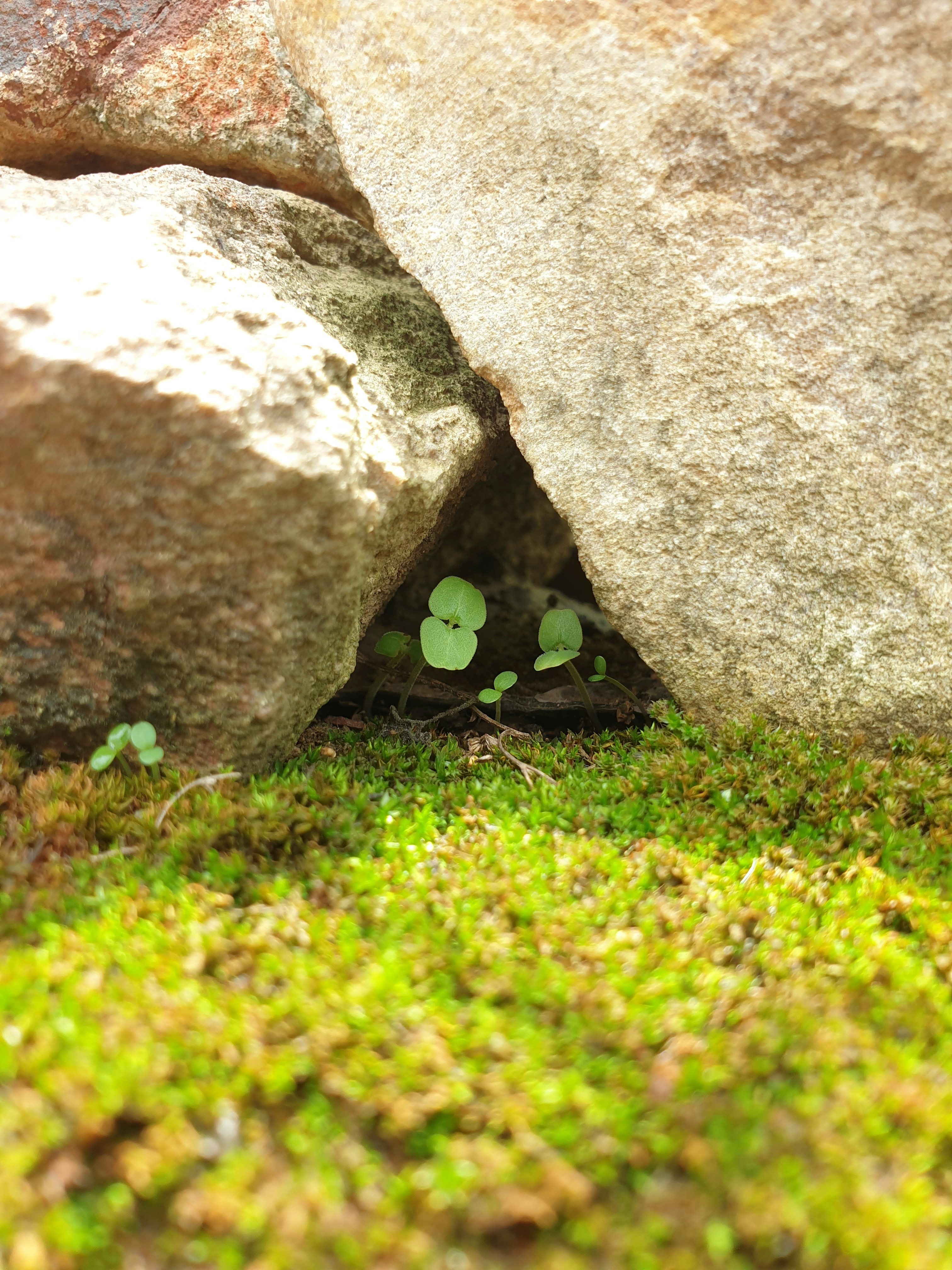 Green Specks Between Granite: A Tiny Sprout's Quiet Corner
