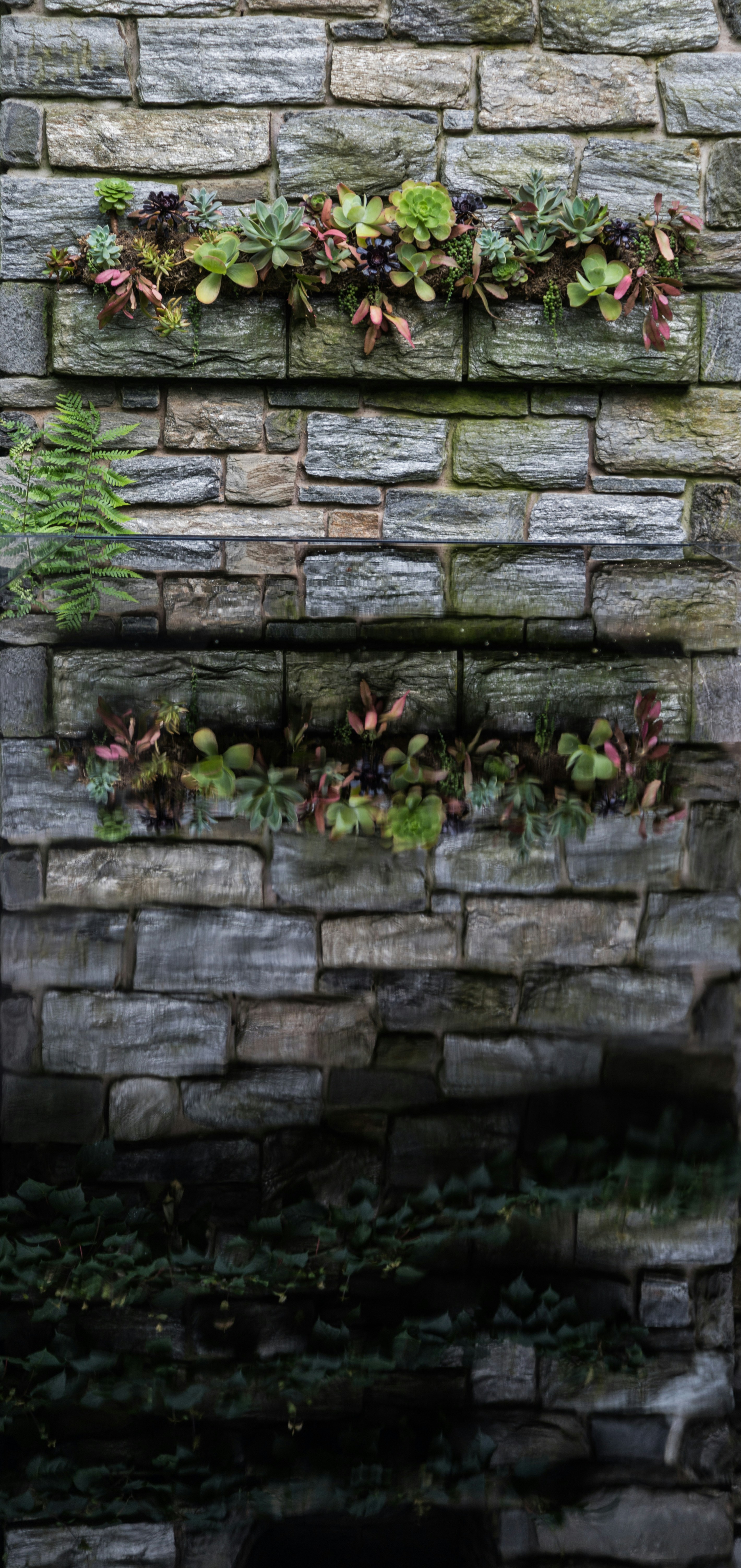Succulent ledge: greenery carving a quiet line across a stone wall