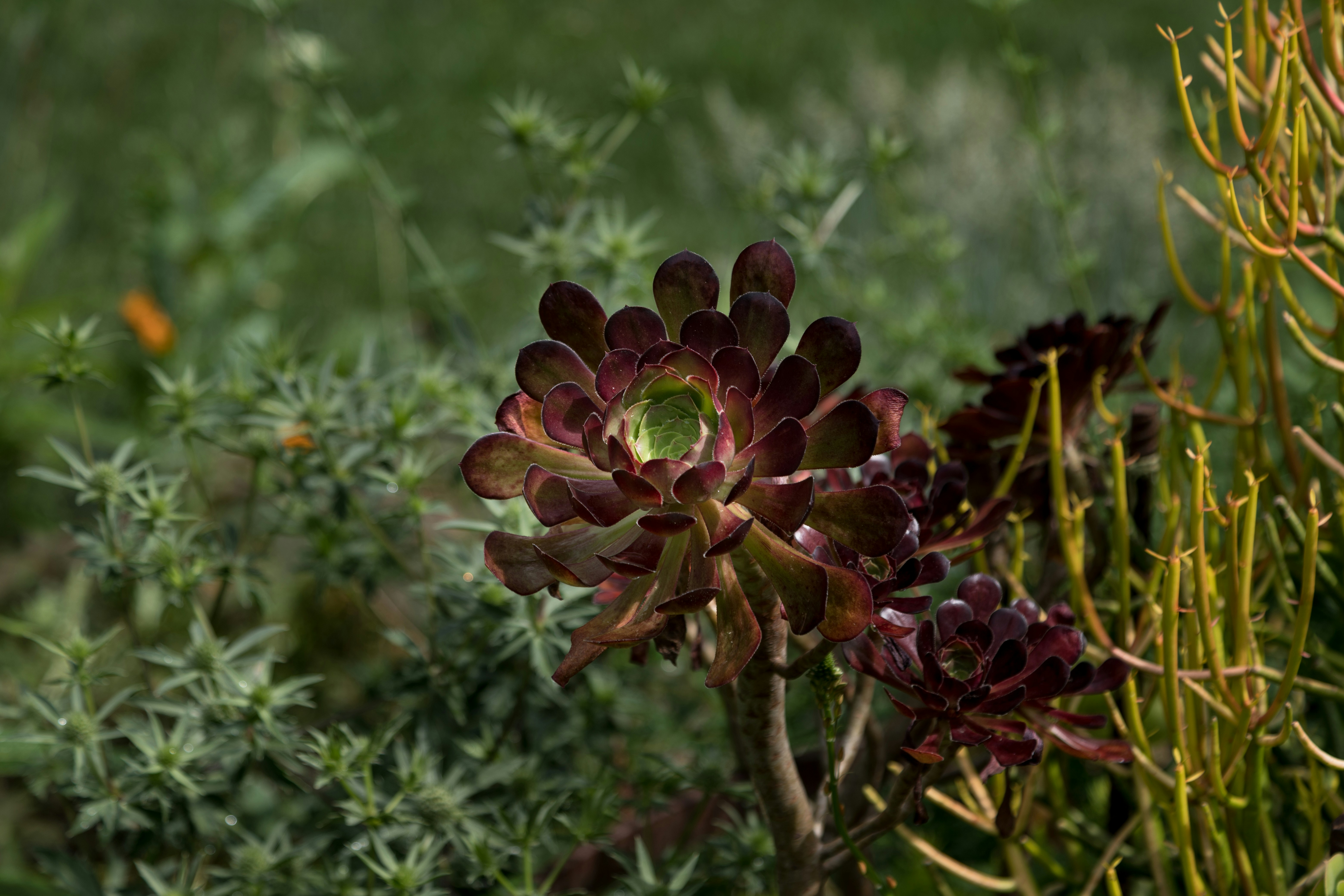 a close up of a flower in a field