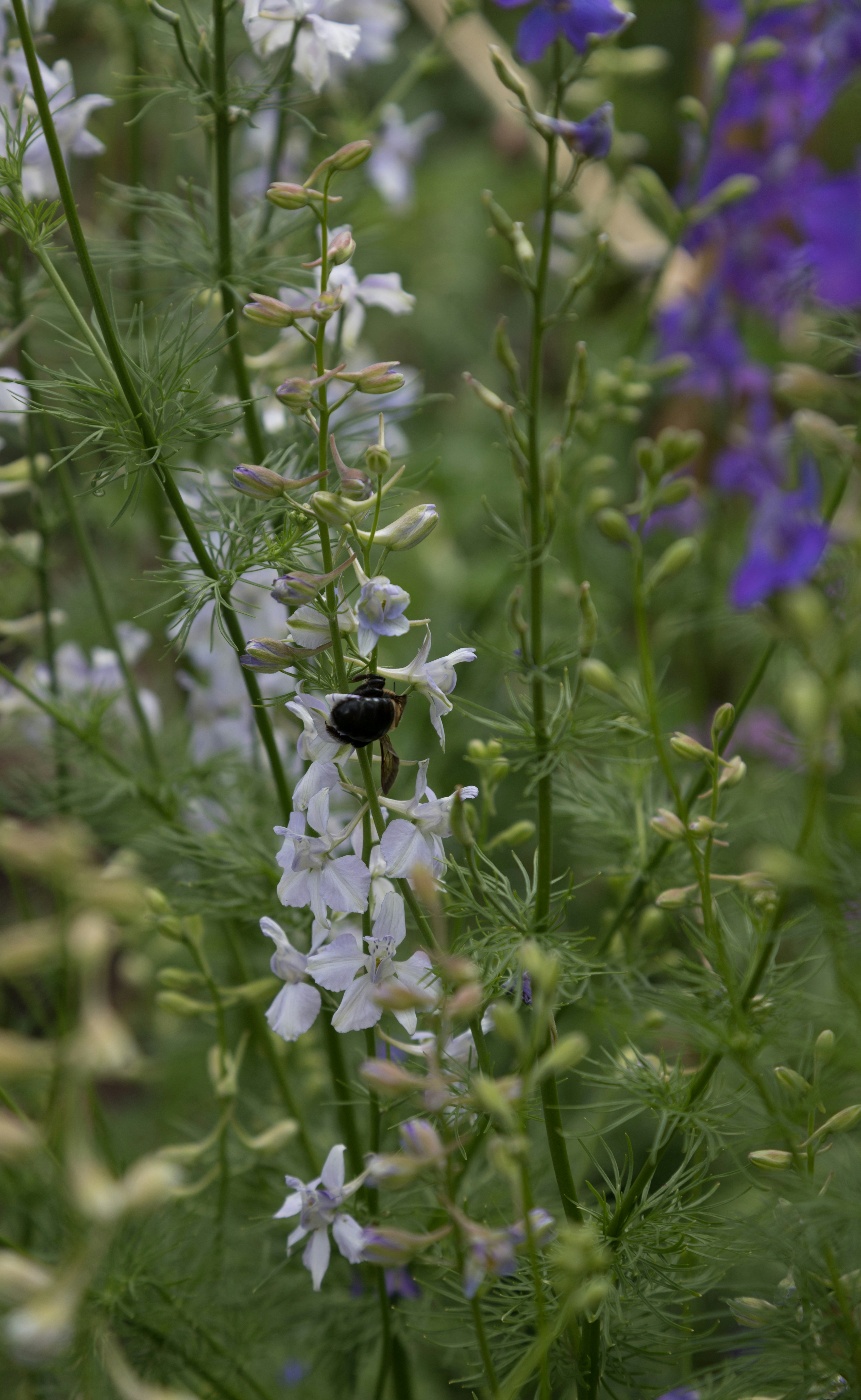 a bug sitting on a flower in a field