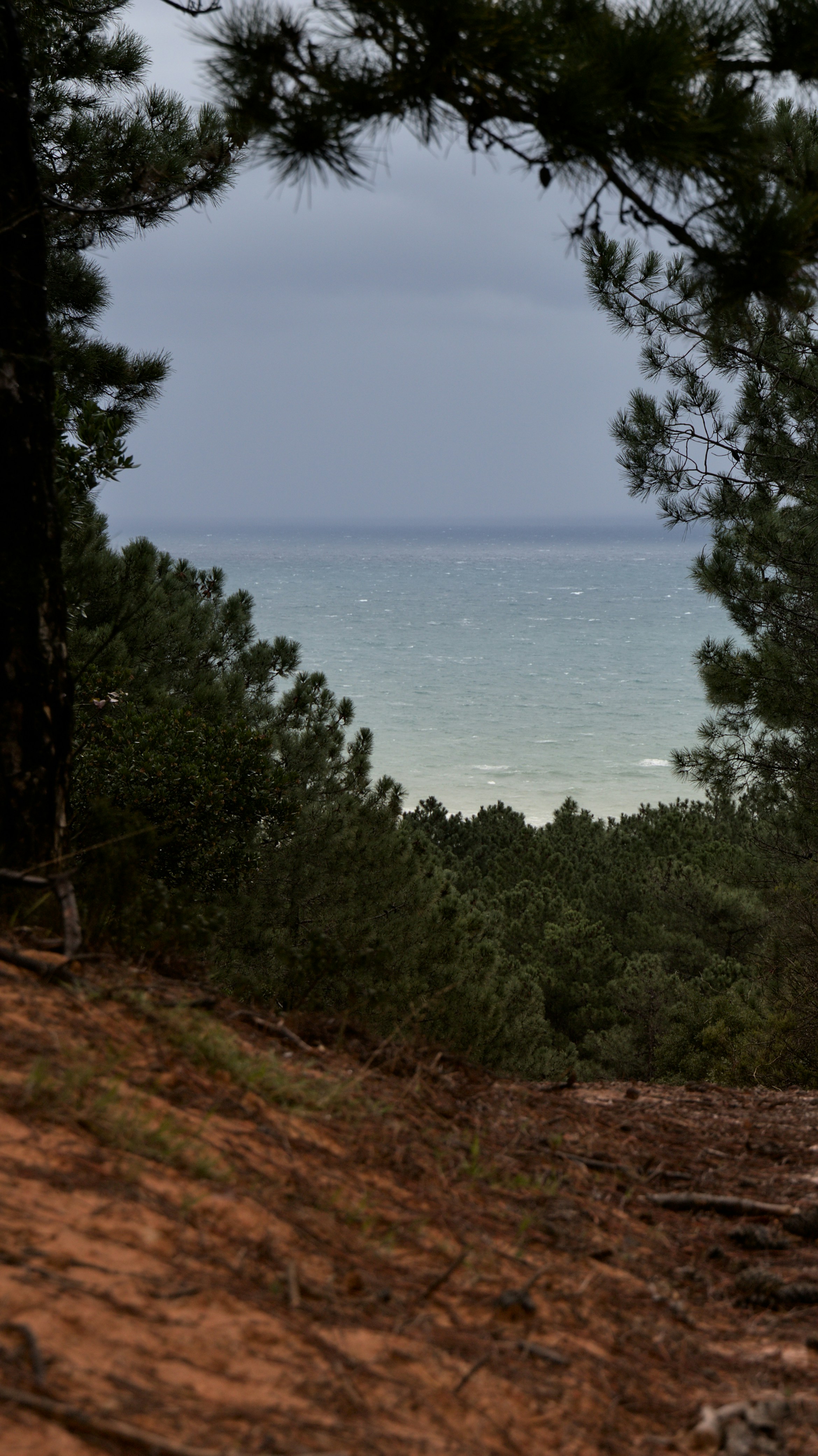 Pine-Framed Horizon: A Quiet Coastal Vista
