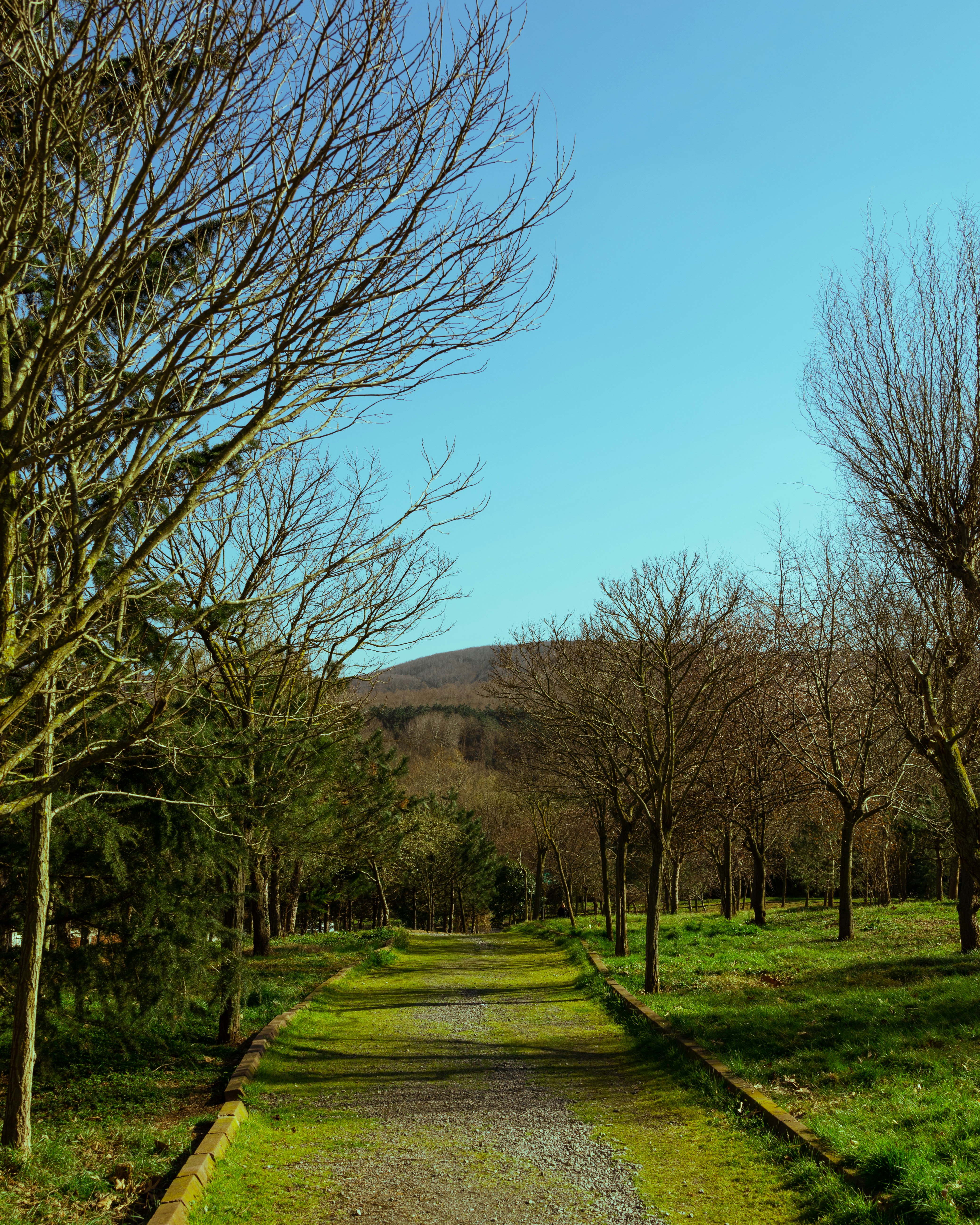 a dirt road surrounded by trees and grass