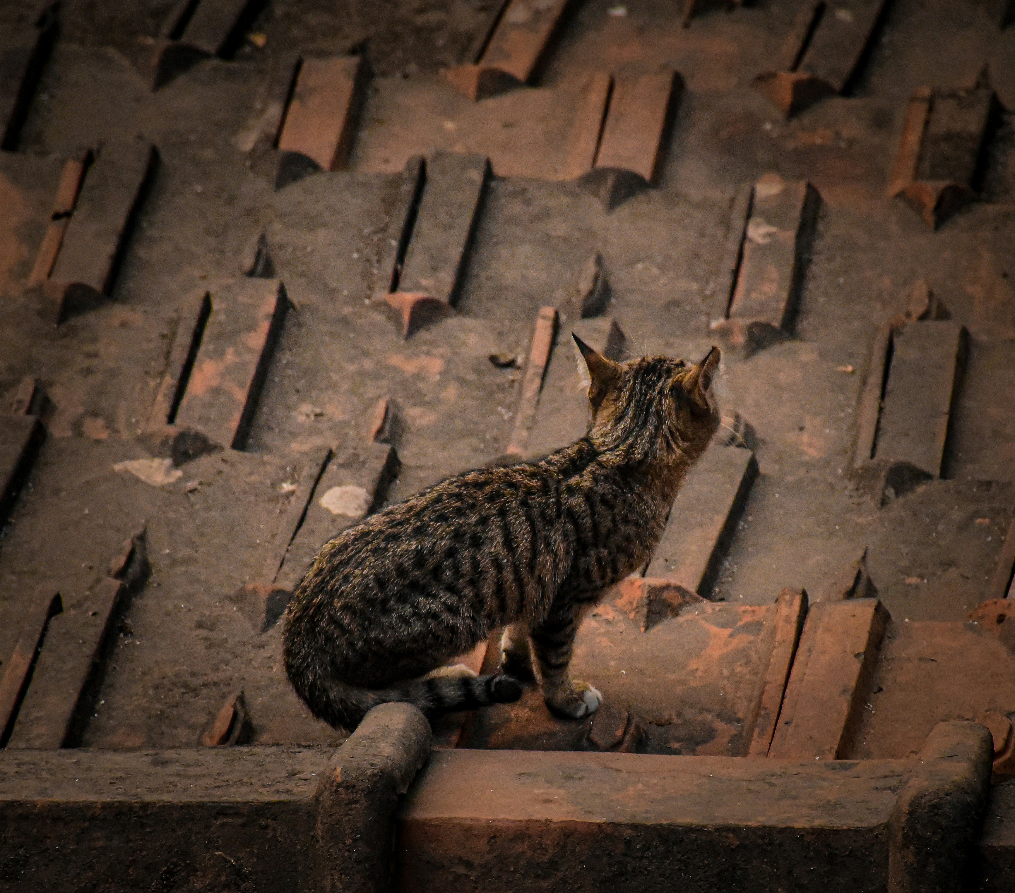 Cat on rusted tracks: a lone wanderer amid weathered metal