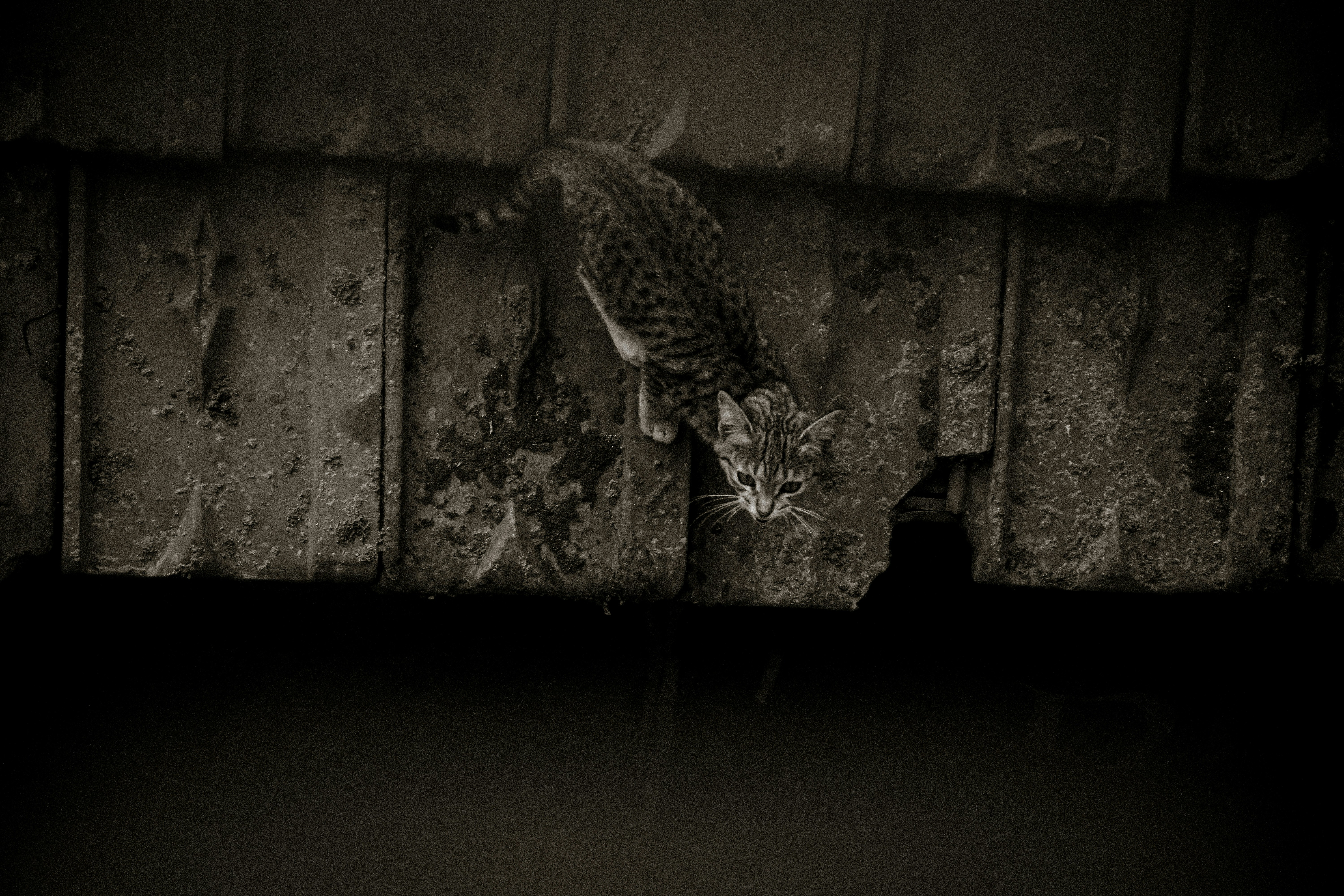 Shadowline Perch: a cat skims the edge of a weathered roof under night’s hush