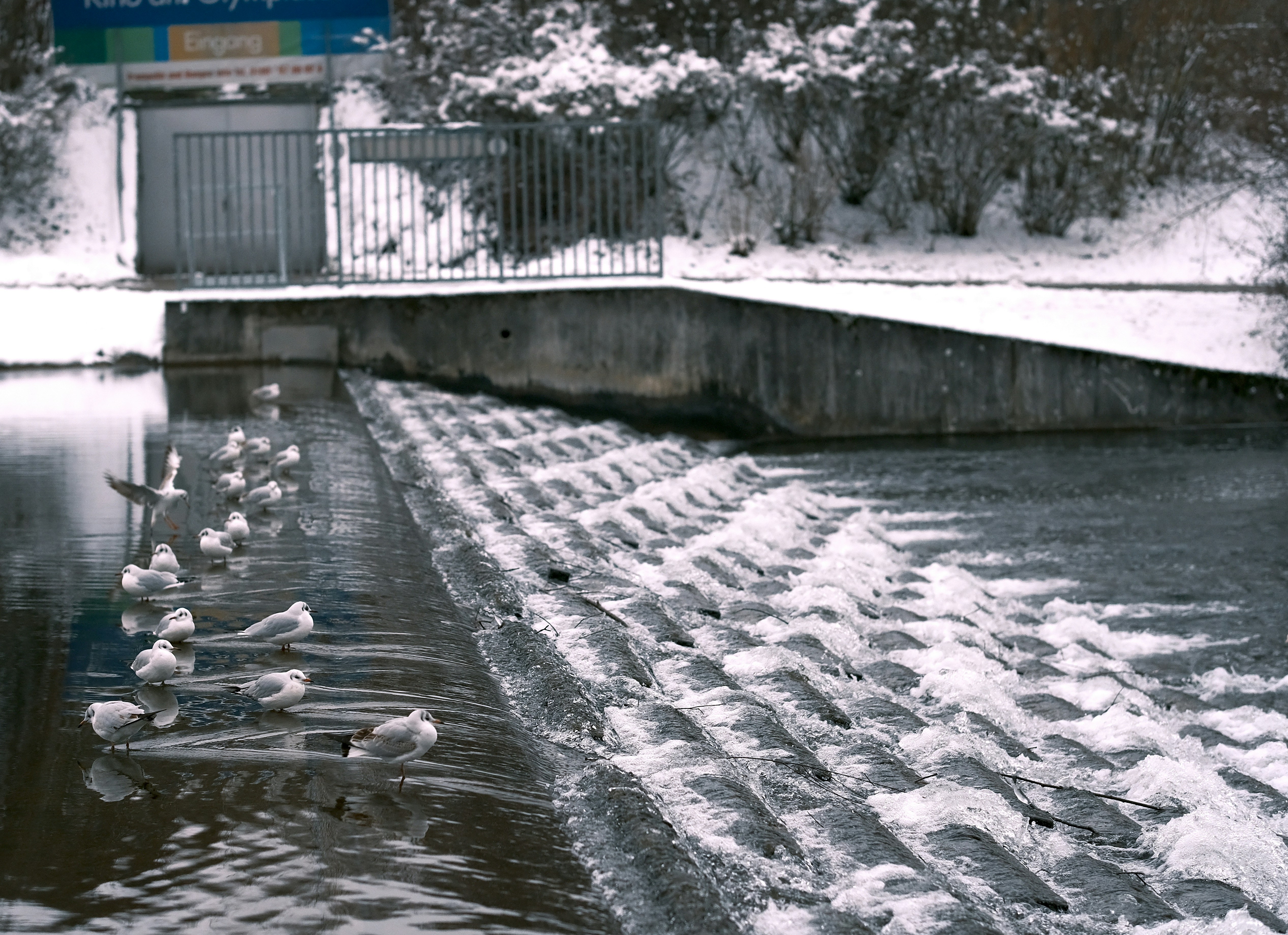 Seagull Chorus at a Snowbound Weir