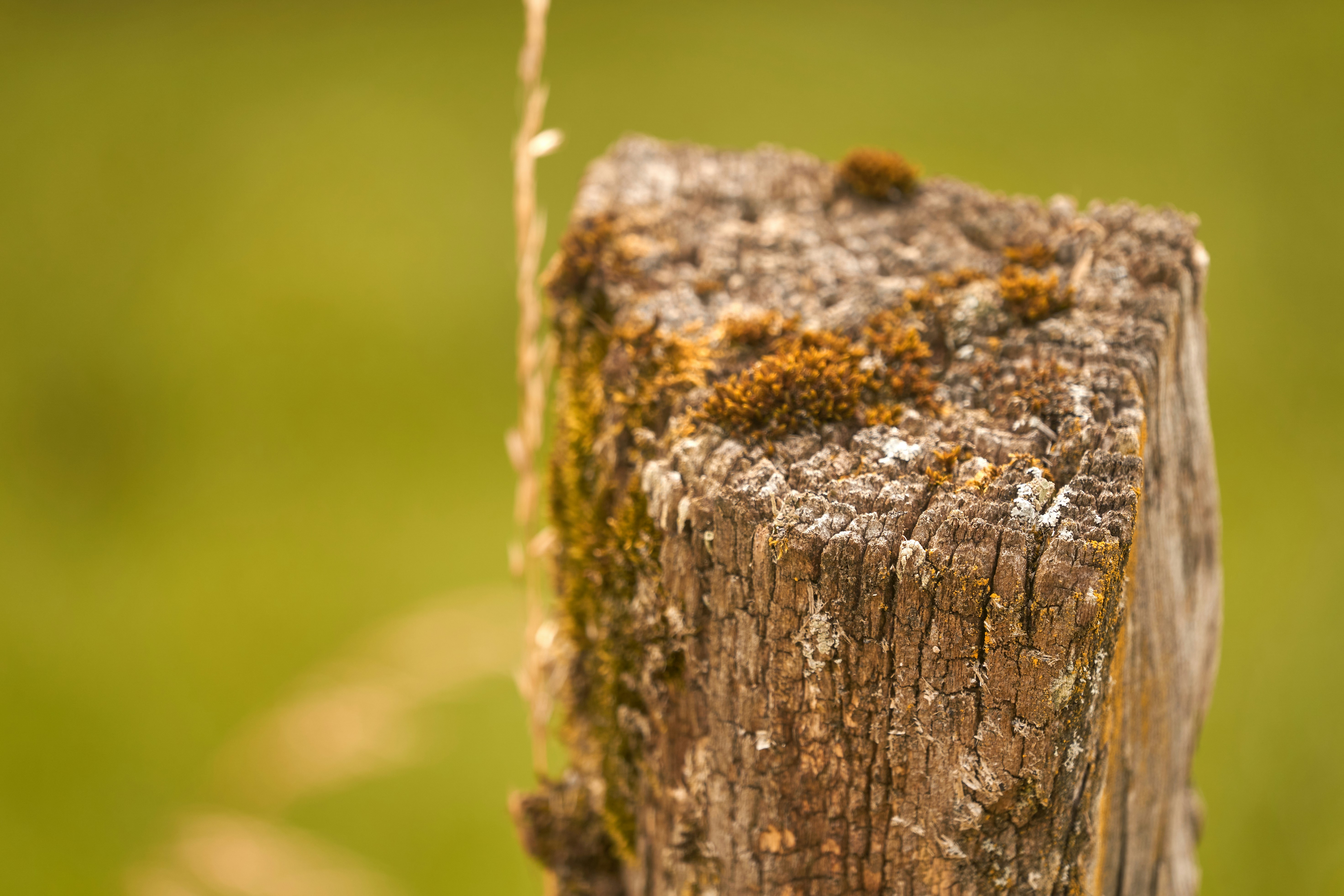 A close up of a piece of wood with moss growing on it photo – Free Tree ...