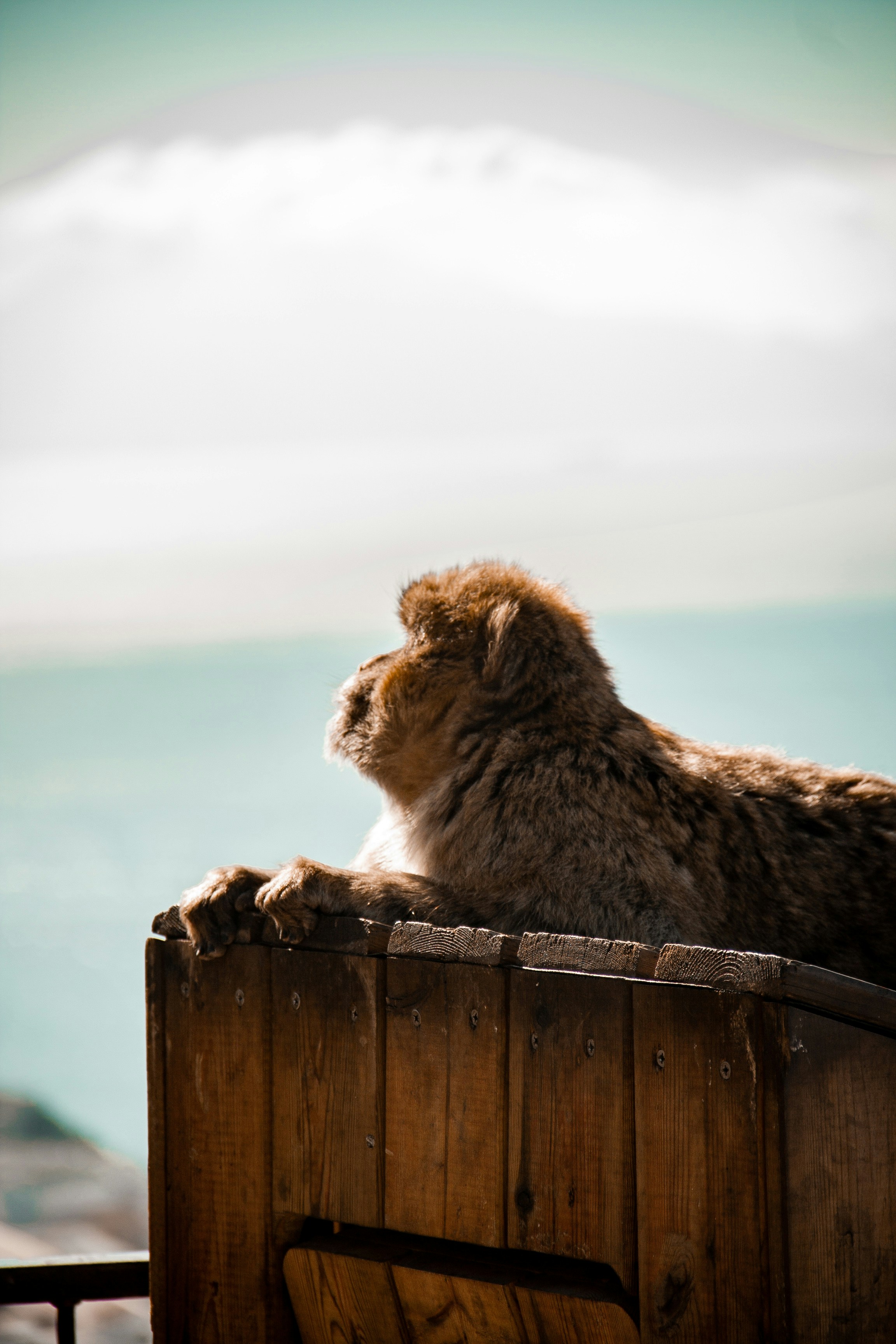 Sentinel by the Sea: A Shaggy Watcher on the Fence