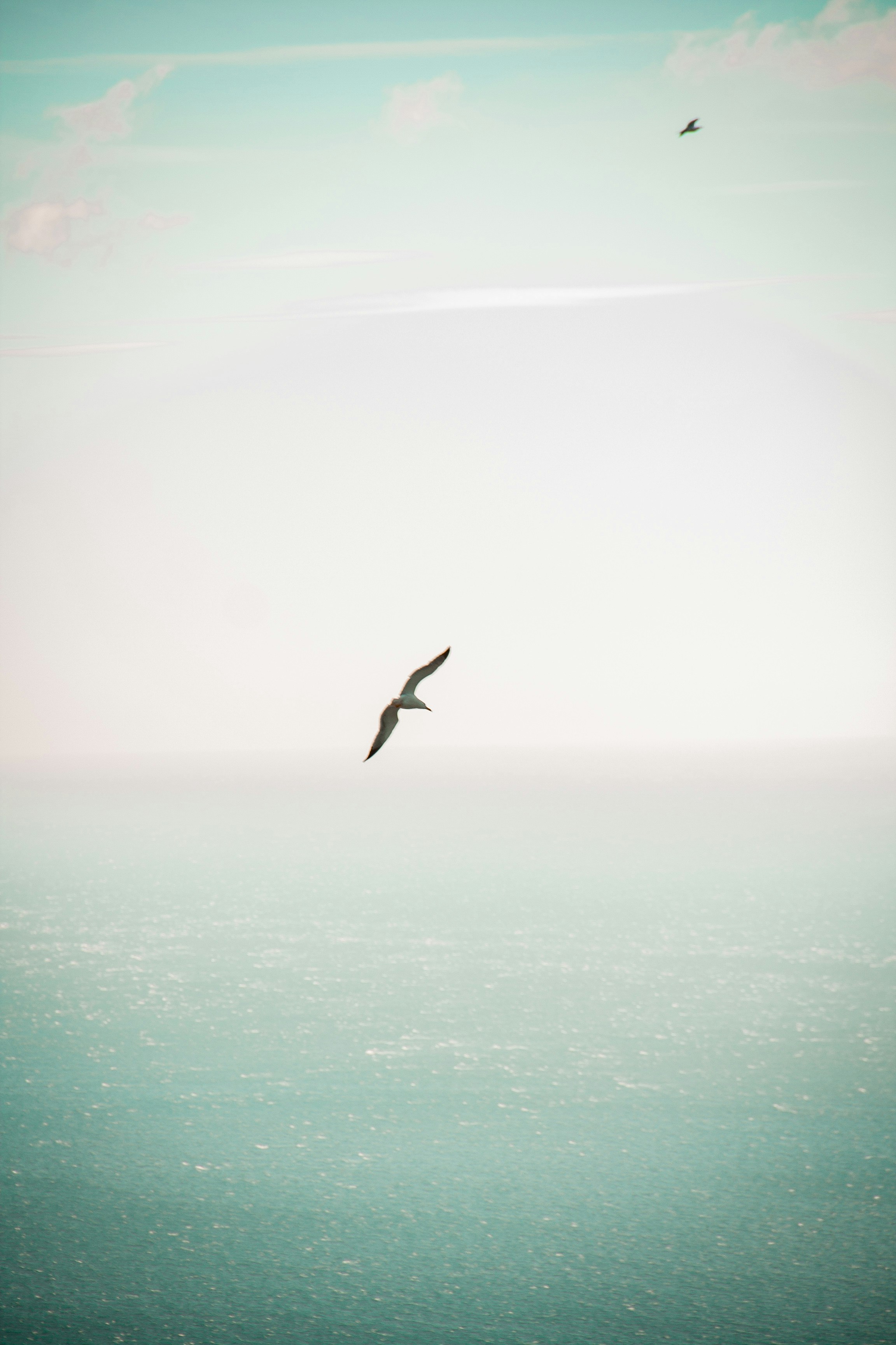 a bird flying over the ocean on a sunny day