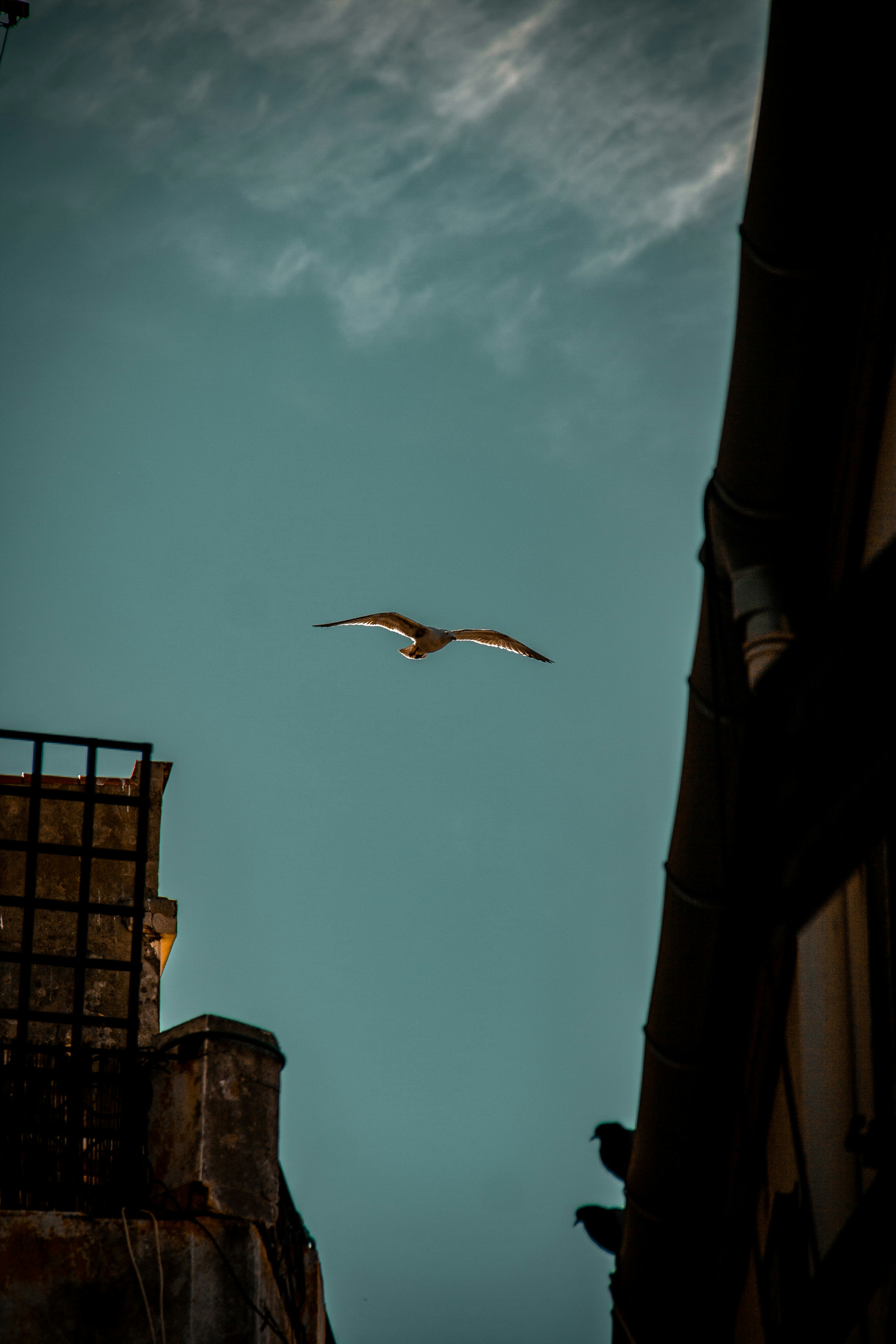 Gull Glide Over a Teal City Canyon