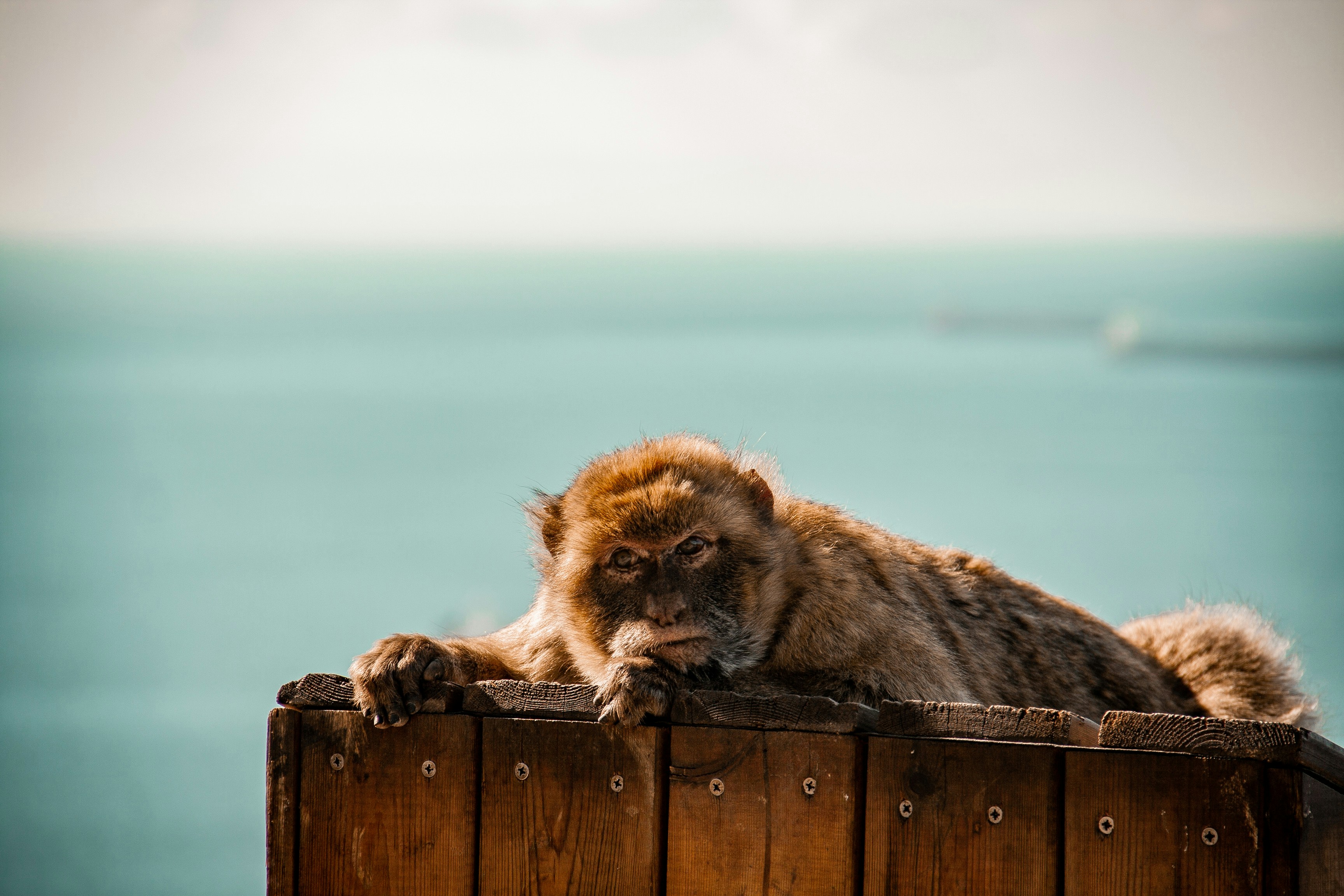 a cat that is laying down on a wooden box