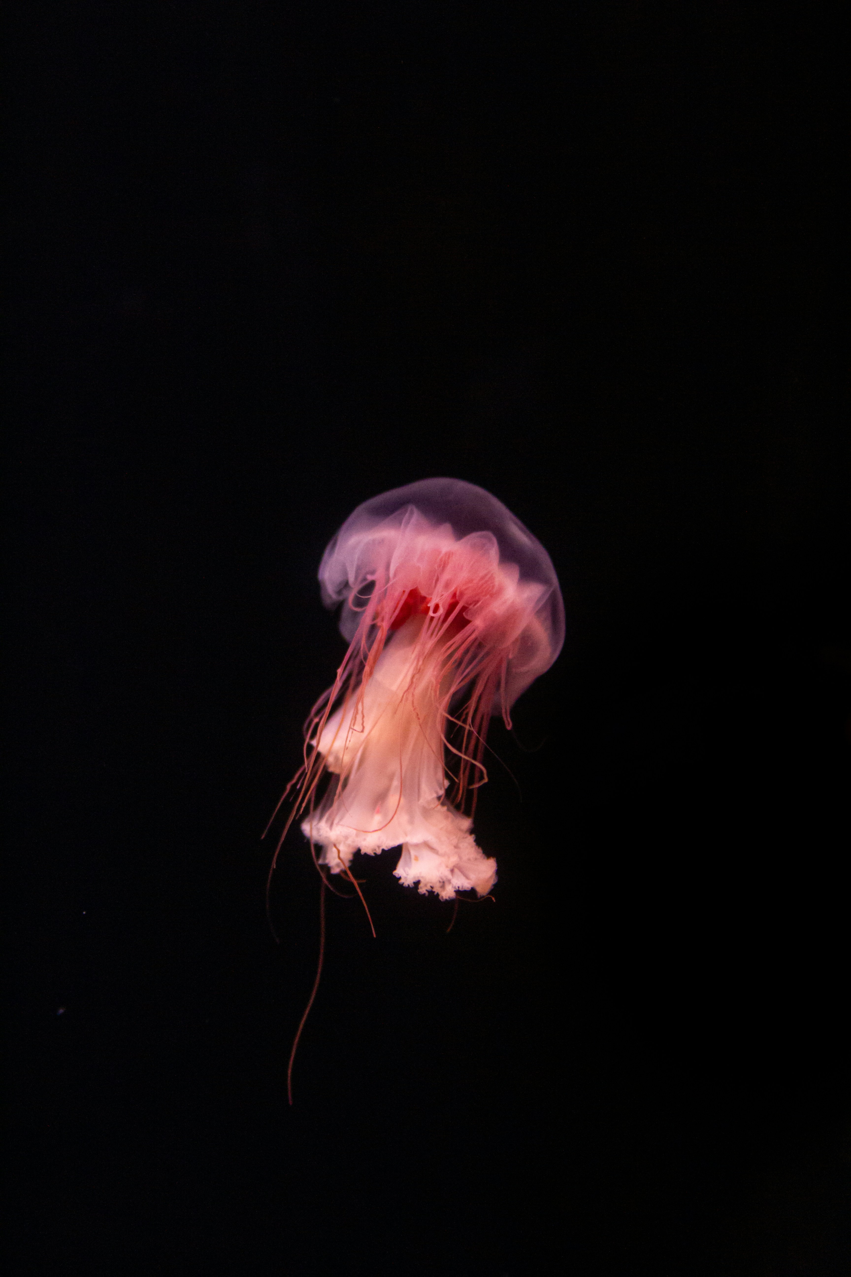 A translucent jellyfish gracefully suspended in dark waters, showcasing its delicate tendrils and luminous bell. The image highlights the fluid motion and beauty of marine life.
