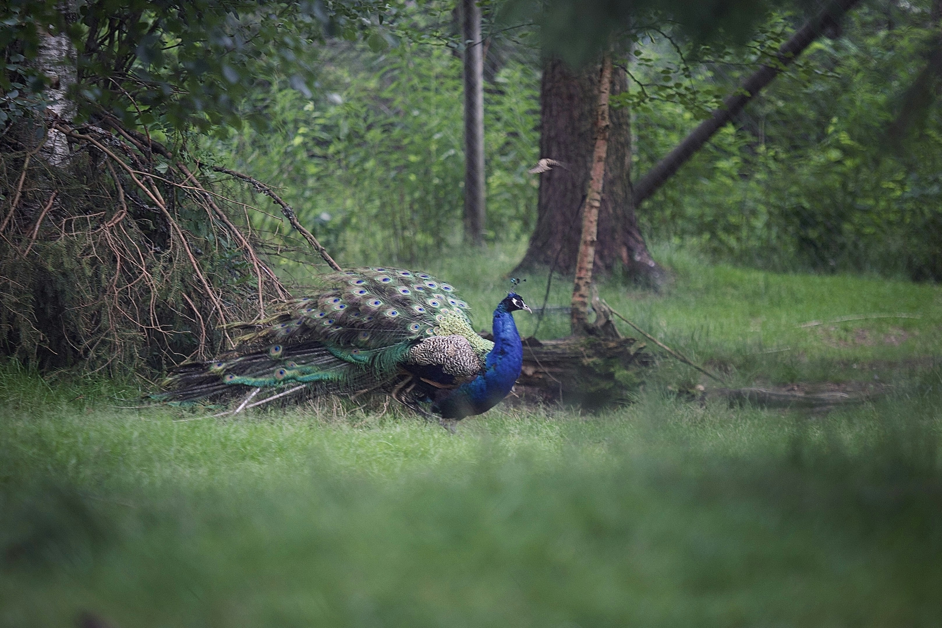 Emerald Plume in a Quiet Forest Clearing