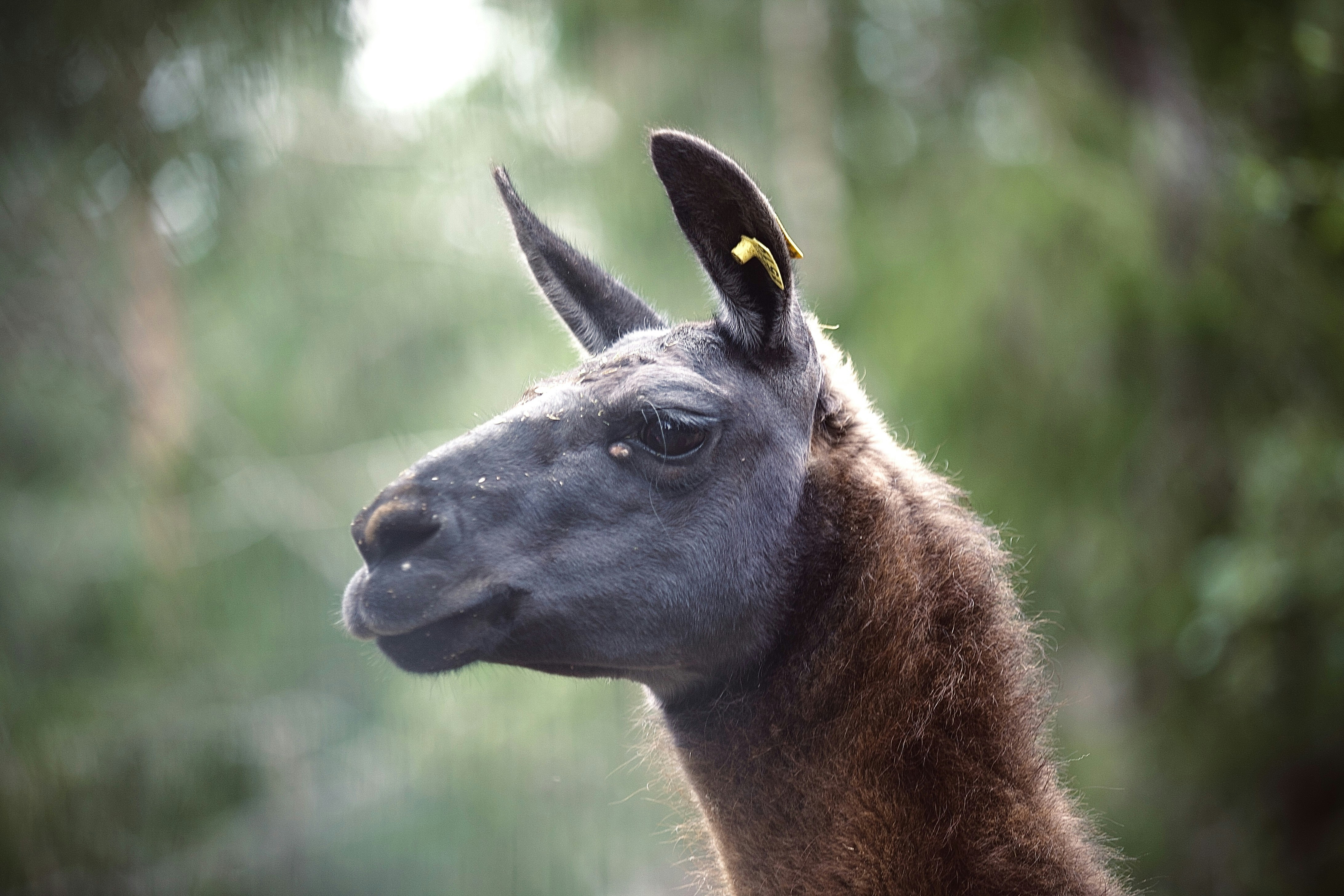 Amber-Eyed Alpaca Portrait in Soft Forest Glow