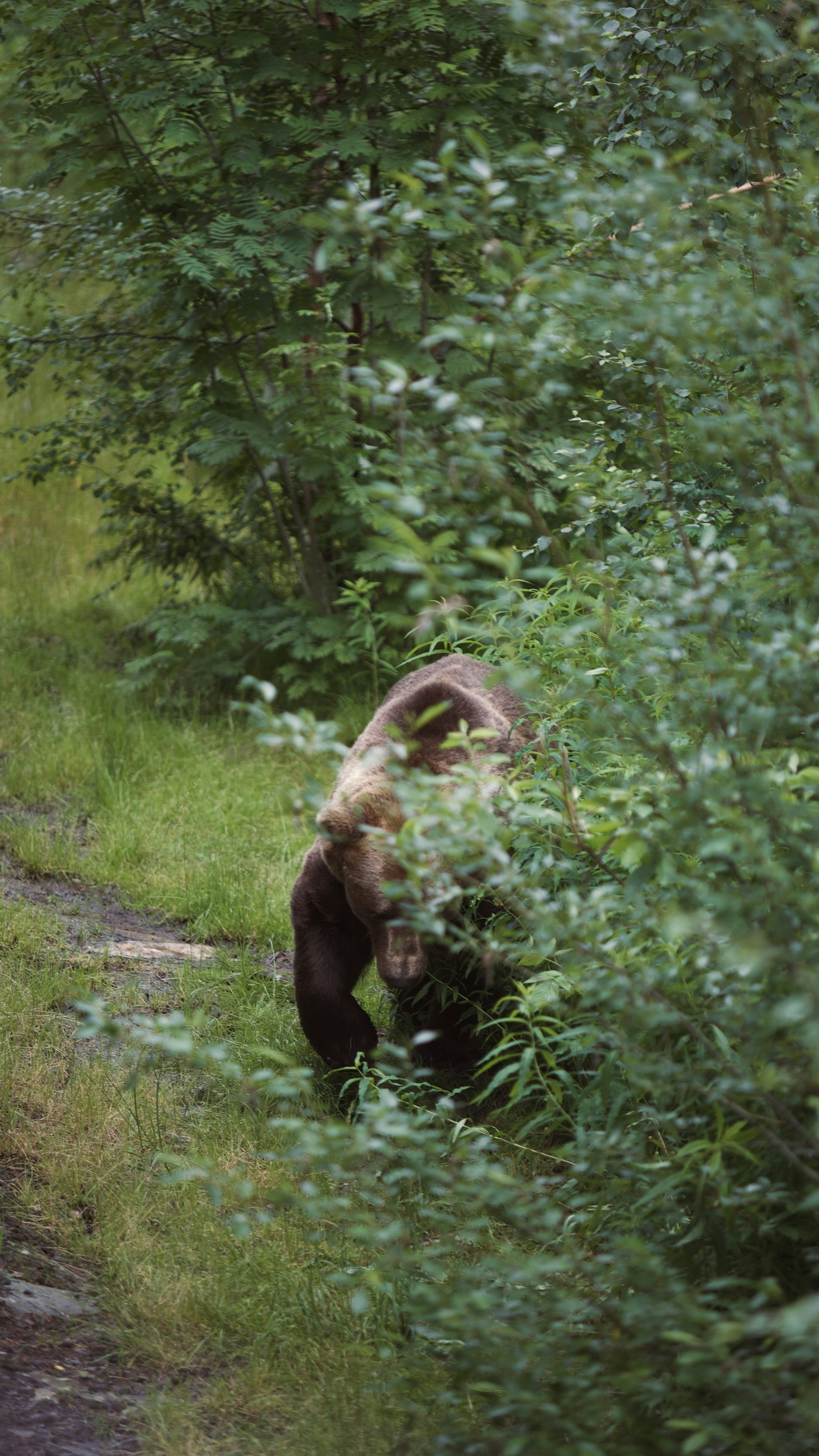Hidden Giant: A Bear Emerges from the Green Corridor
