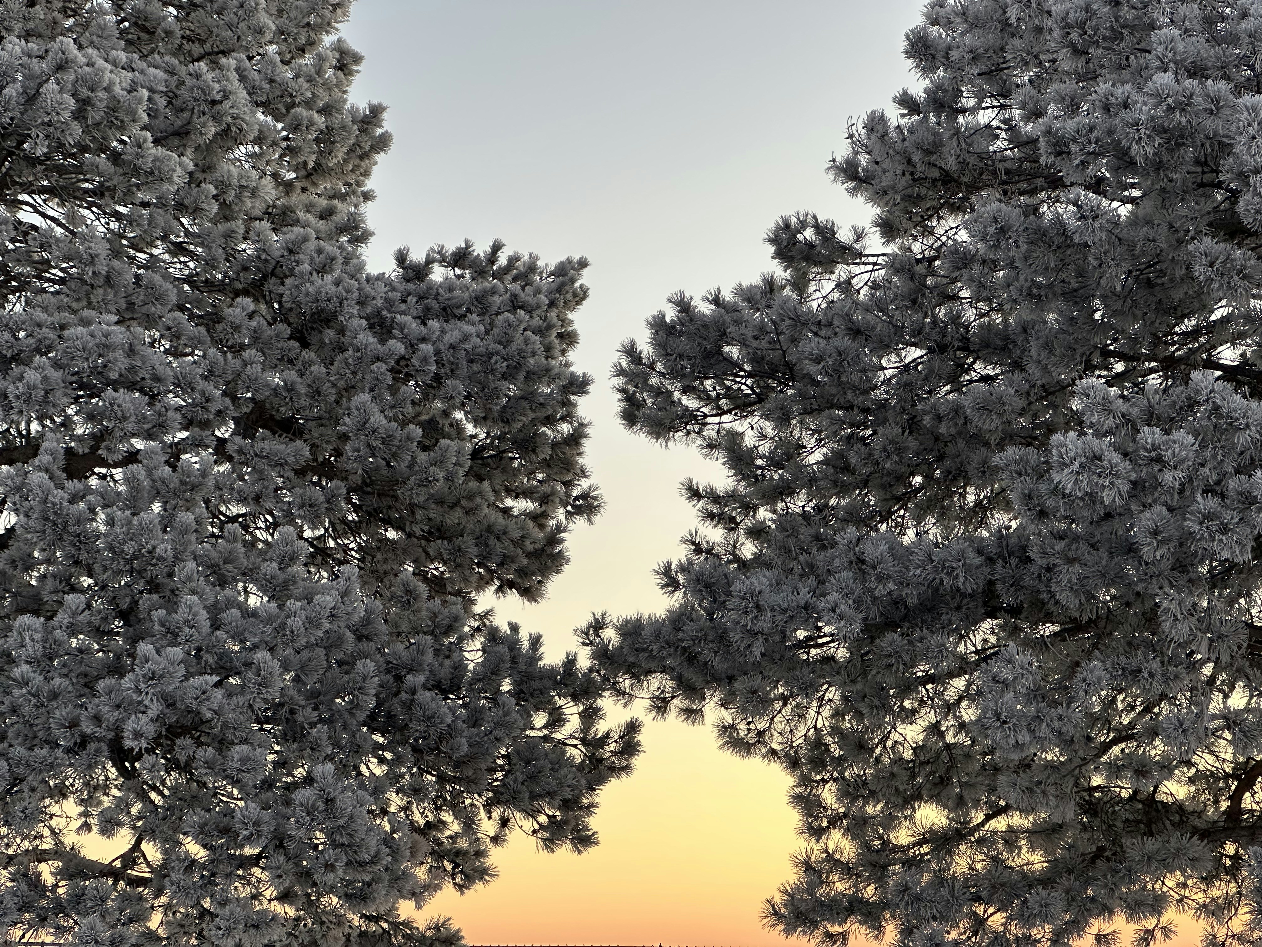 Dusk Gap: Gold Light Between Pine Canopies