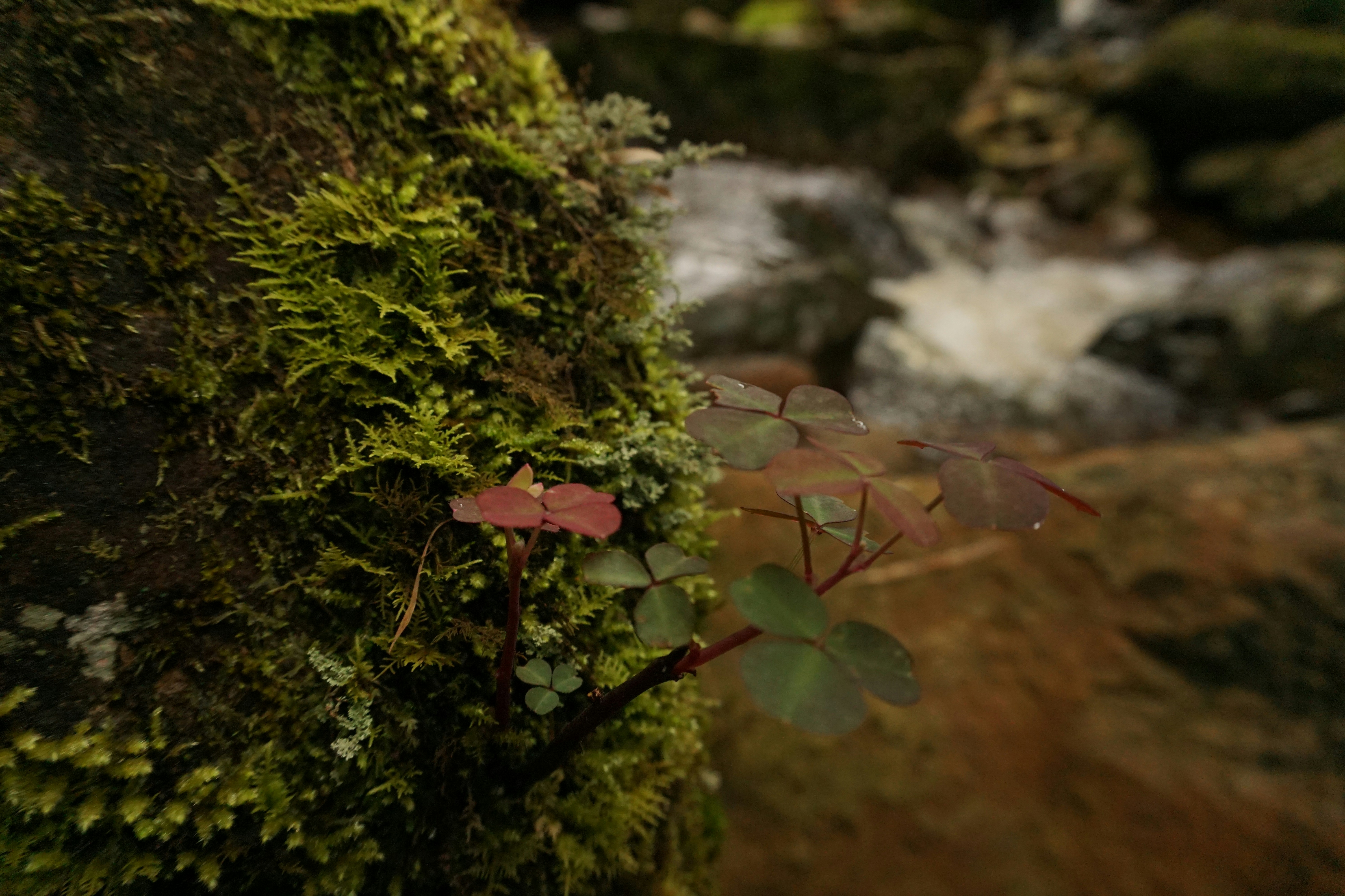 Photo by JOHN H SANCHEZ TOSCANO with Sony Alpha 6000