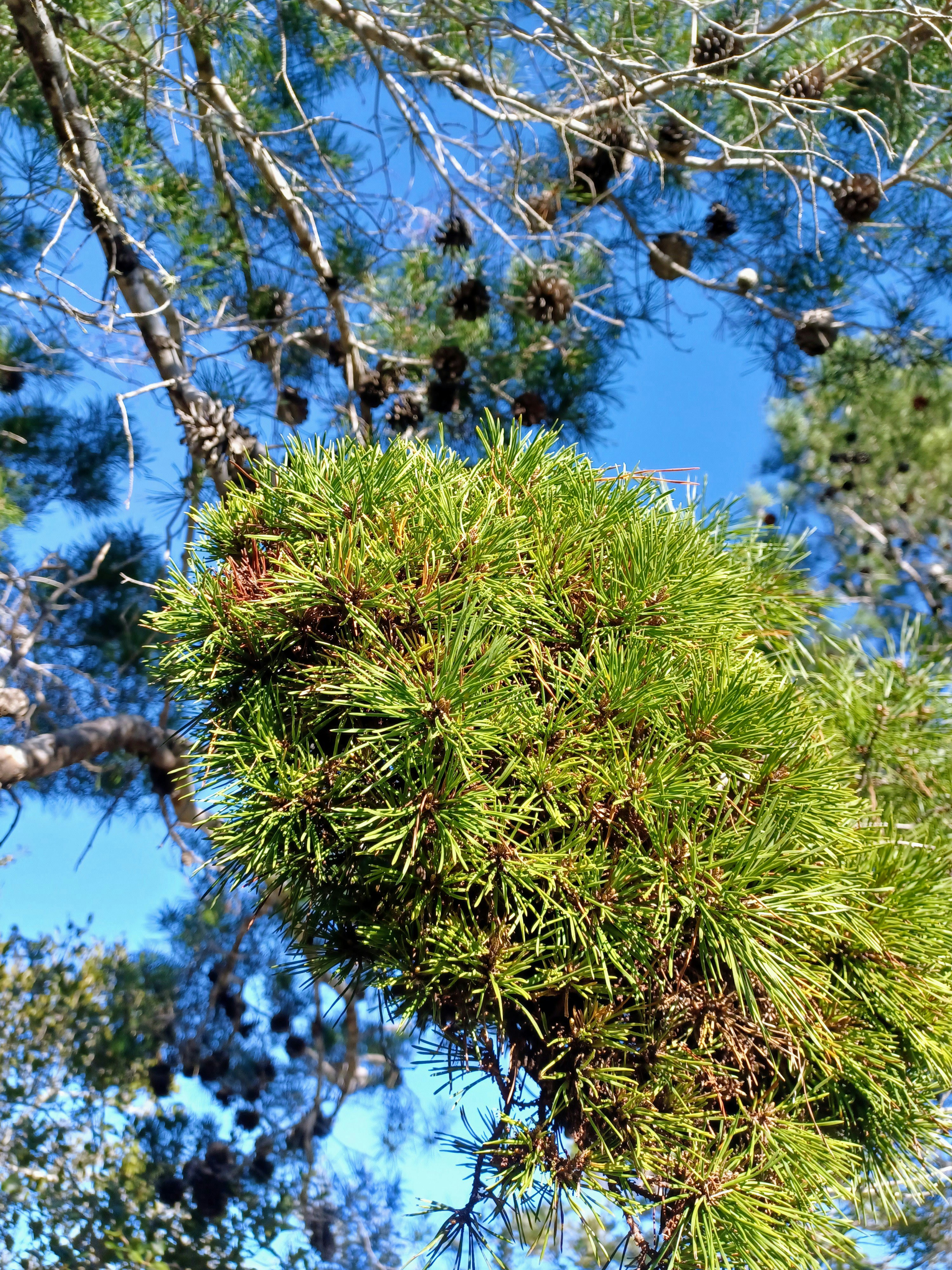 Close-Up Pine Needle Crown Framed by a Clear Blue Sky
