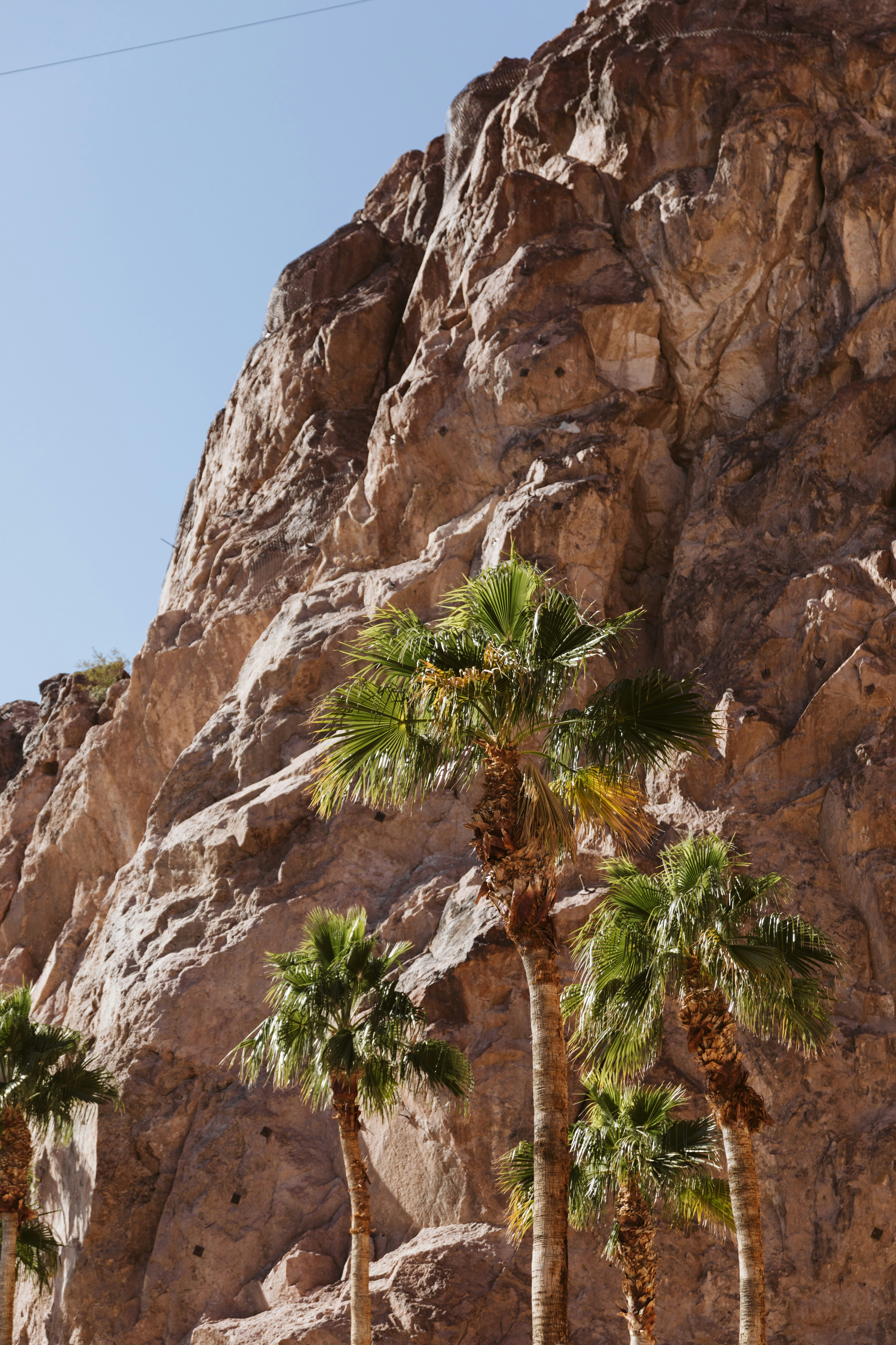 Palm Silhouettes Against a Rugged Canyon Wall