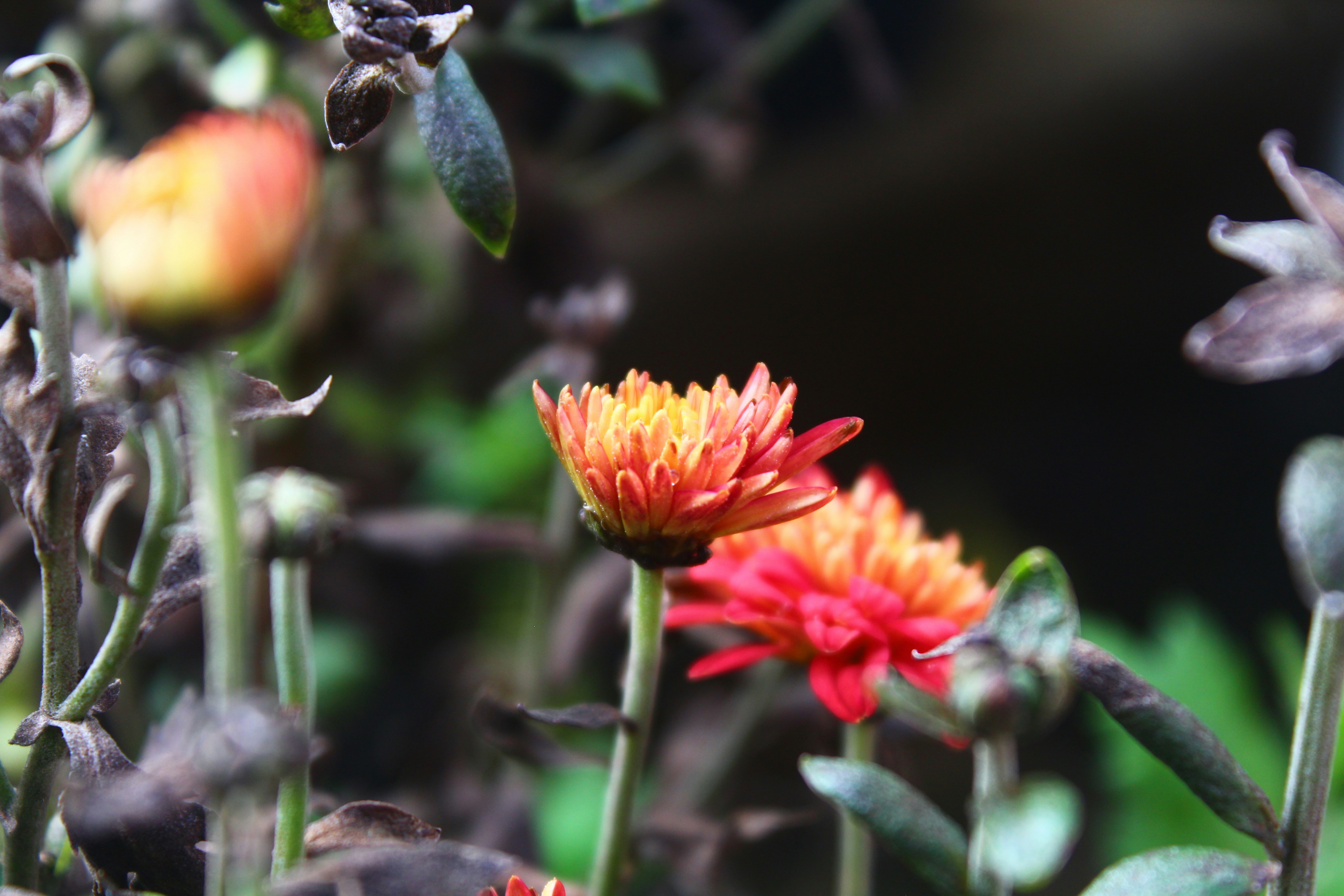 Amber Bloom in a Quiet Garden