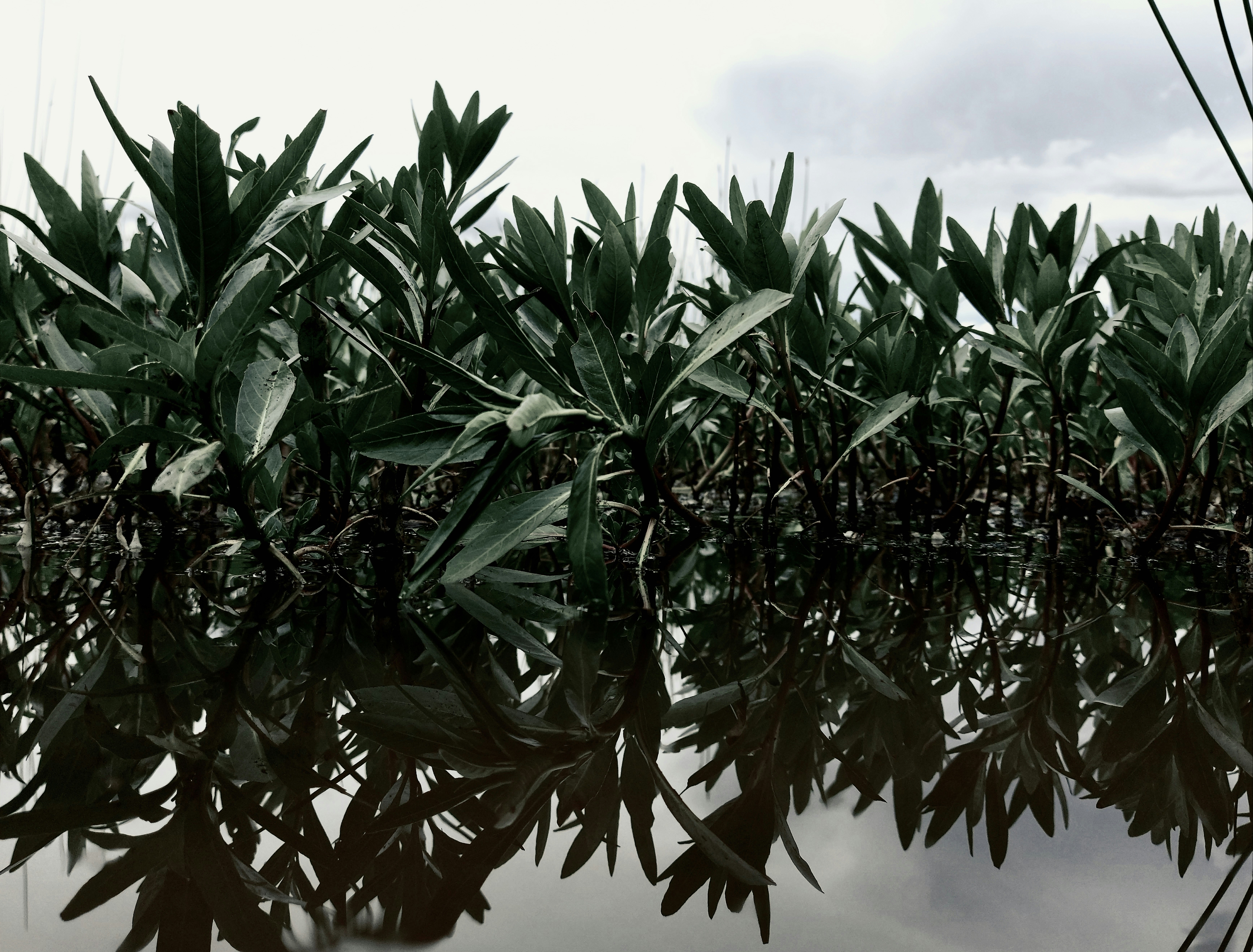 Green foliage mirrored in calm water under a cloudy sky.