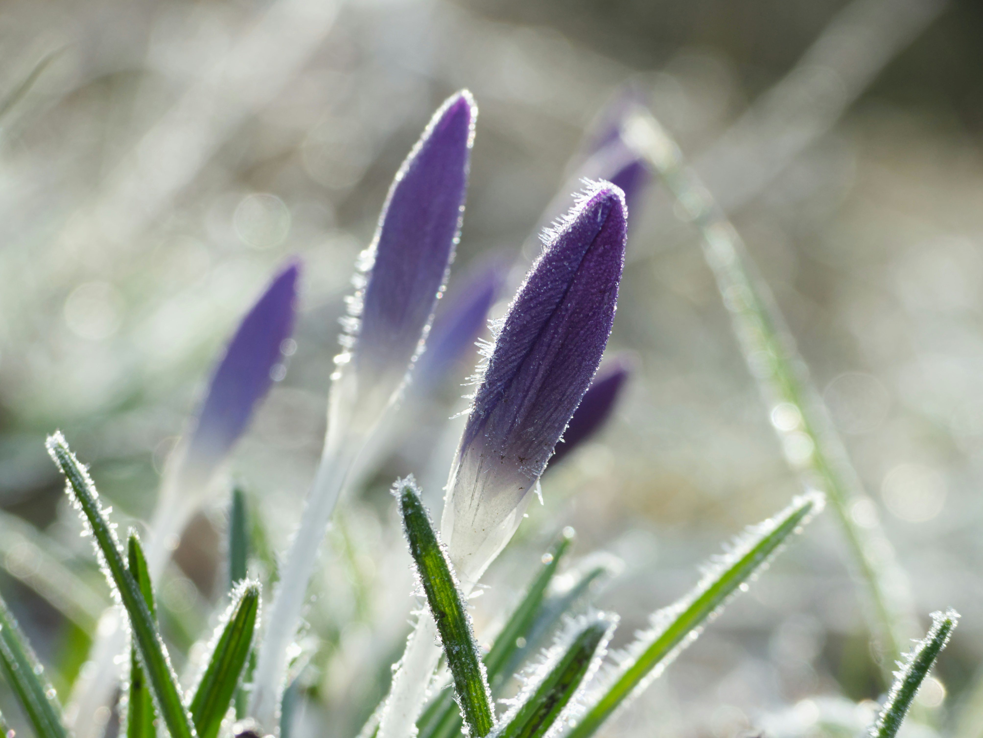 Close-up of frost-covered lavender buds with slender green leaves, bathed in diffuse morning light.