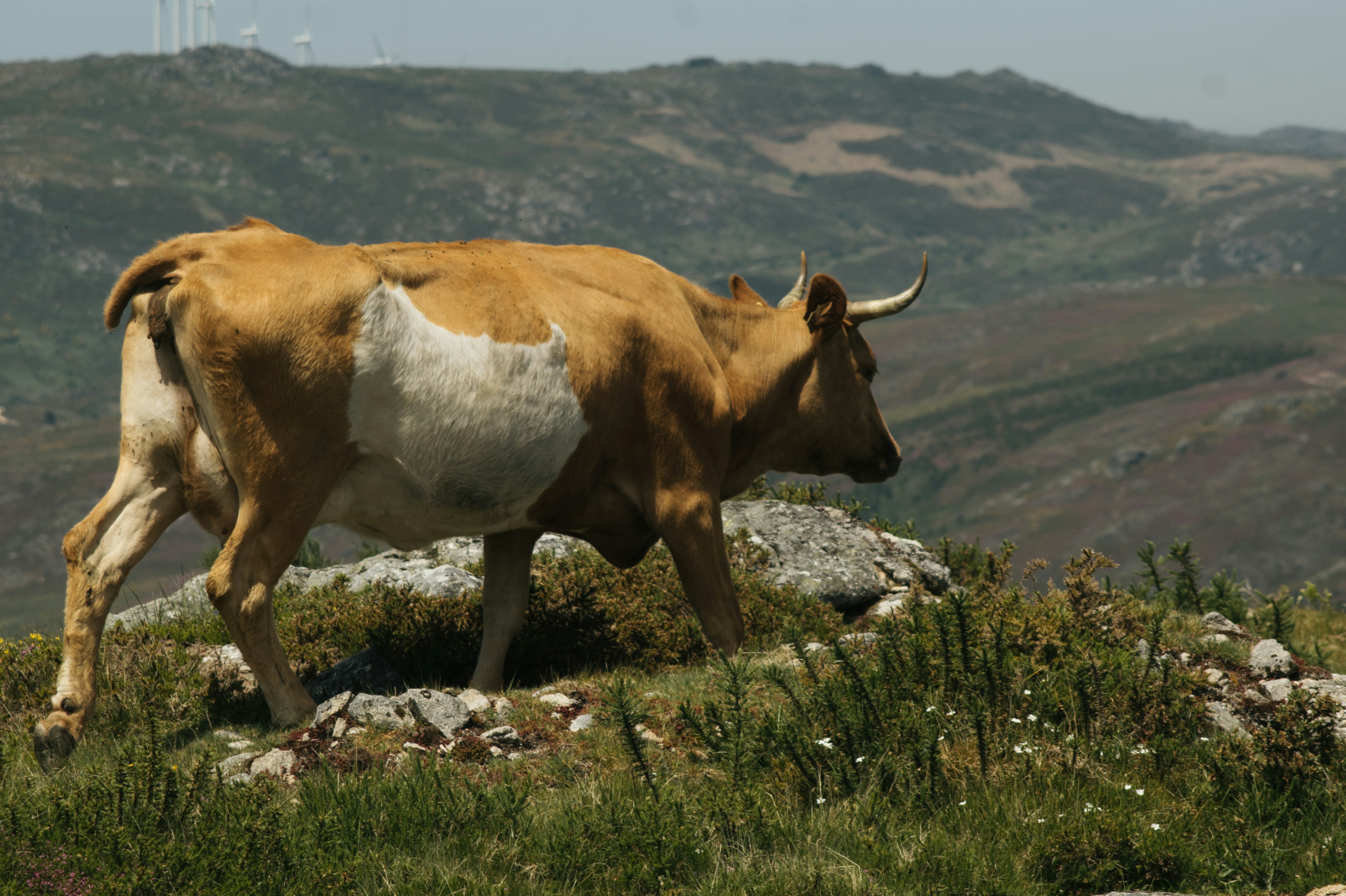 Granite Grazing: a sturdy cow at the edge of a sunlit hillside