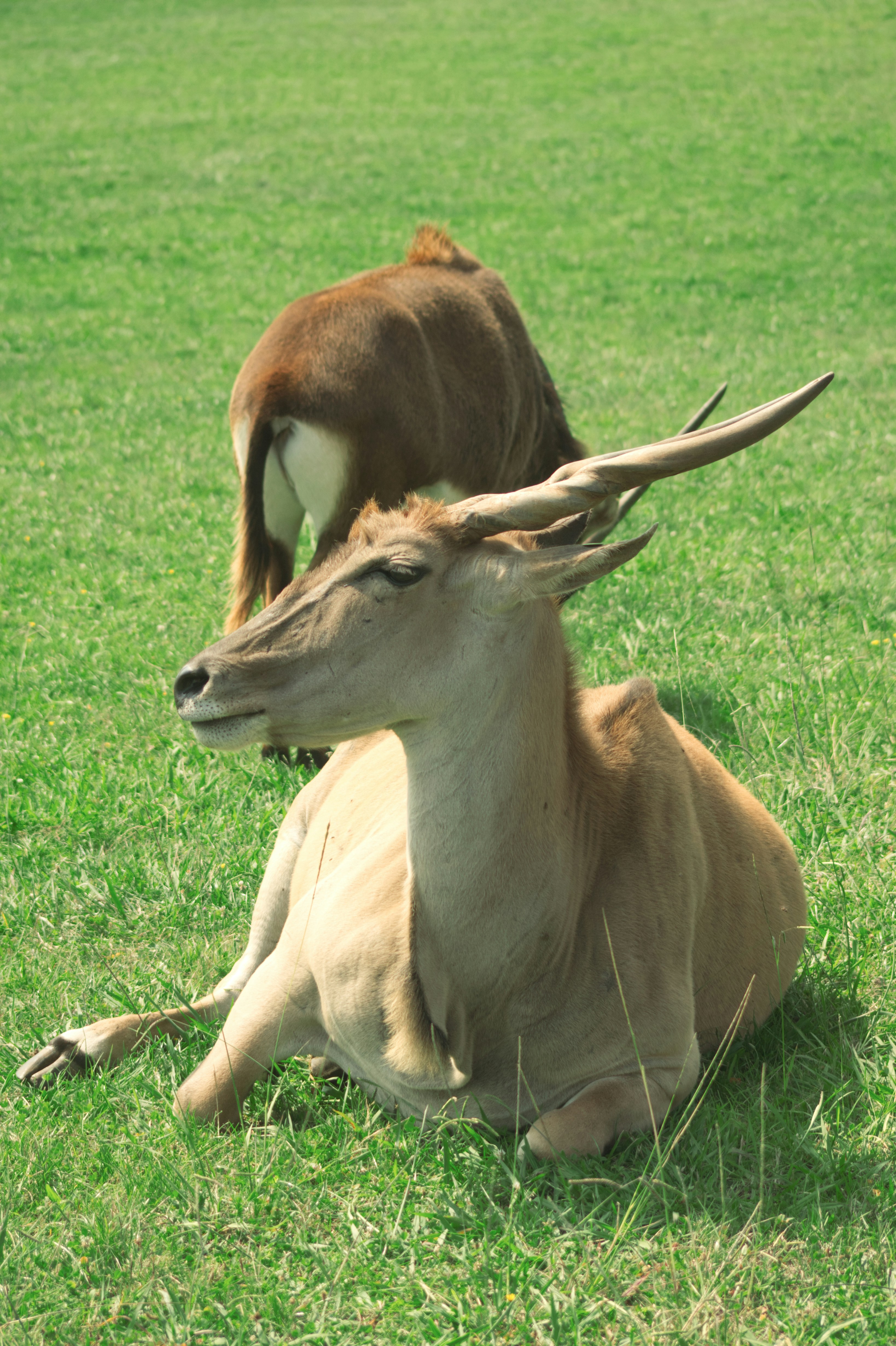 a brown and white animal laying on top of a lush green field