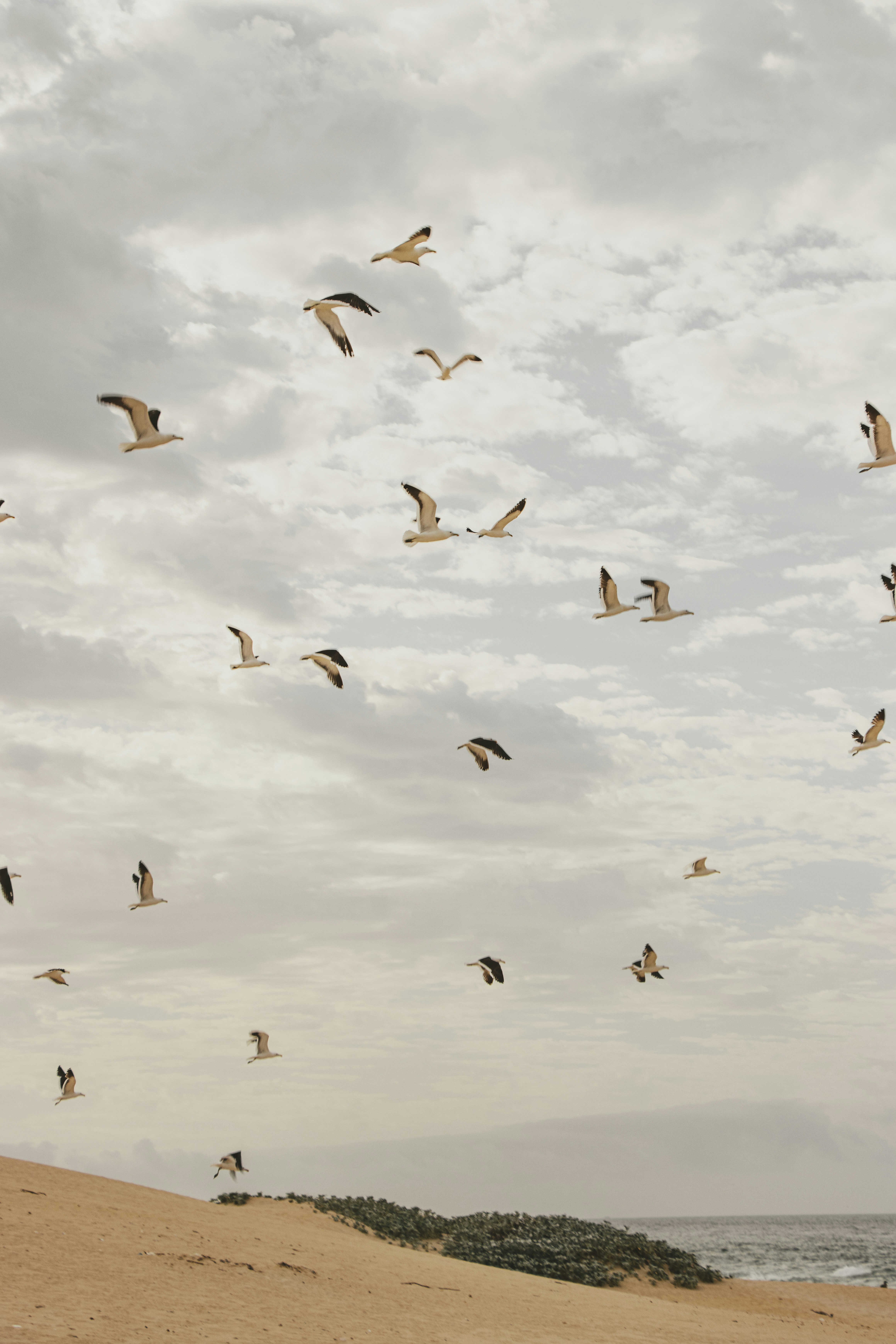 Une volée d’oiseaux survolant une plage de sable photo – Photo Animal ...