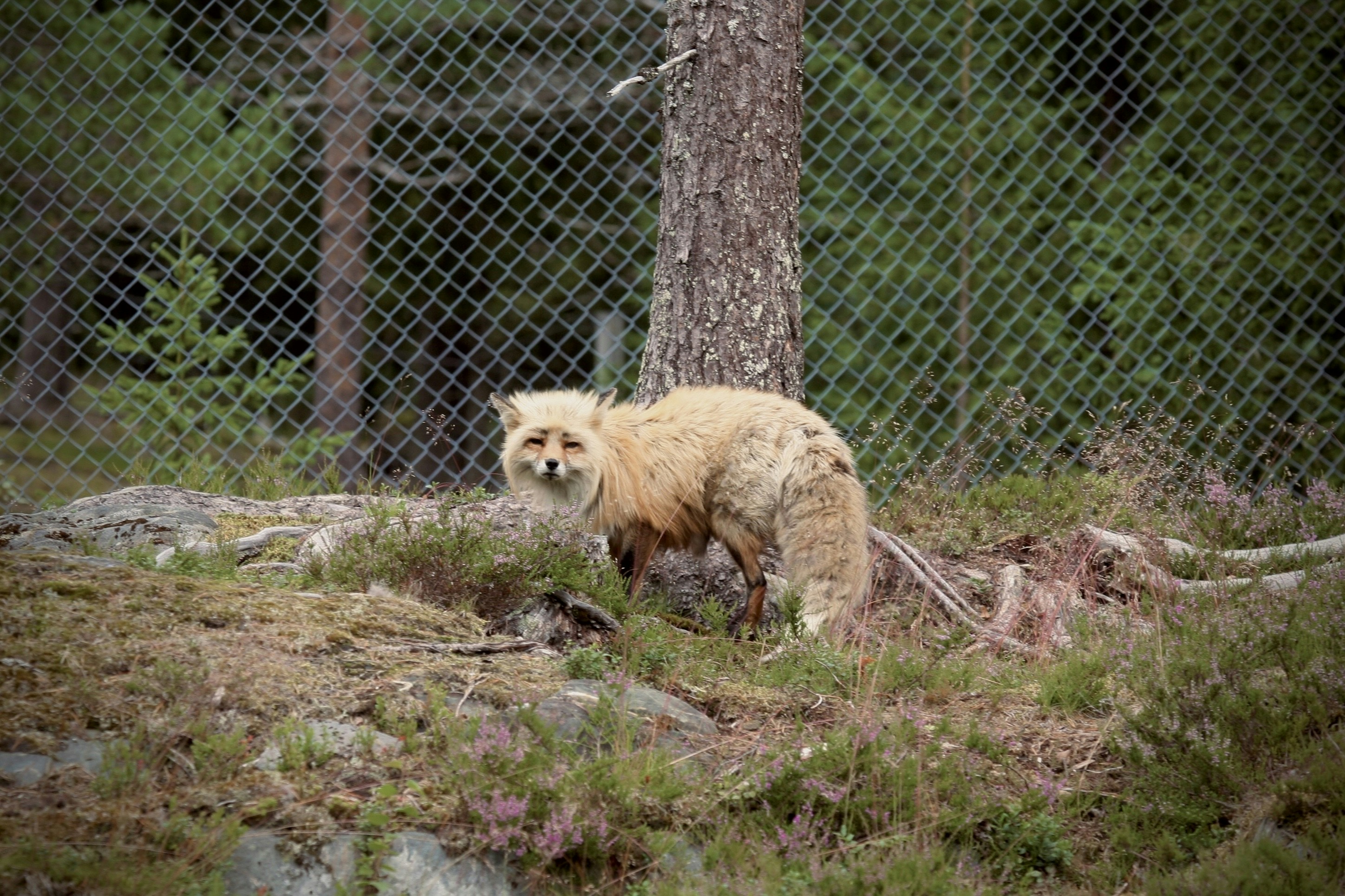 Fox in a Mossy Clearing:Amber Fur Against a Chain-Link Backdrop