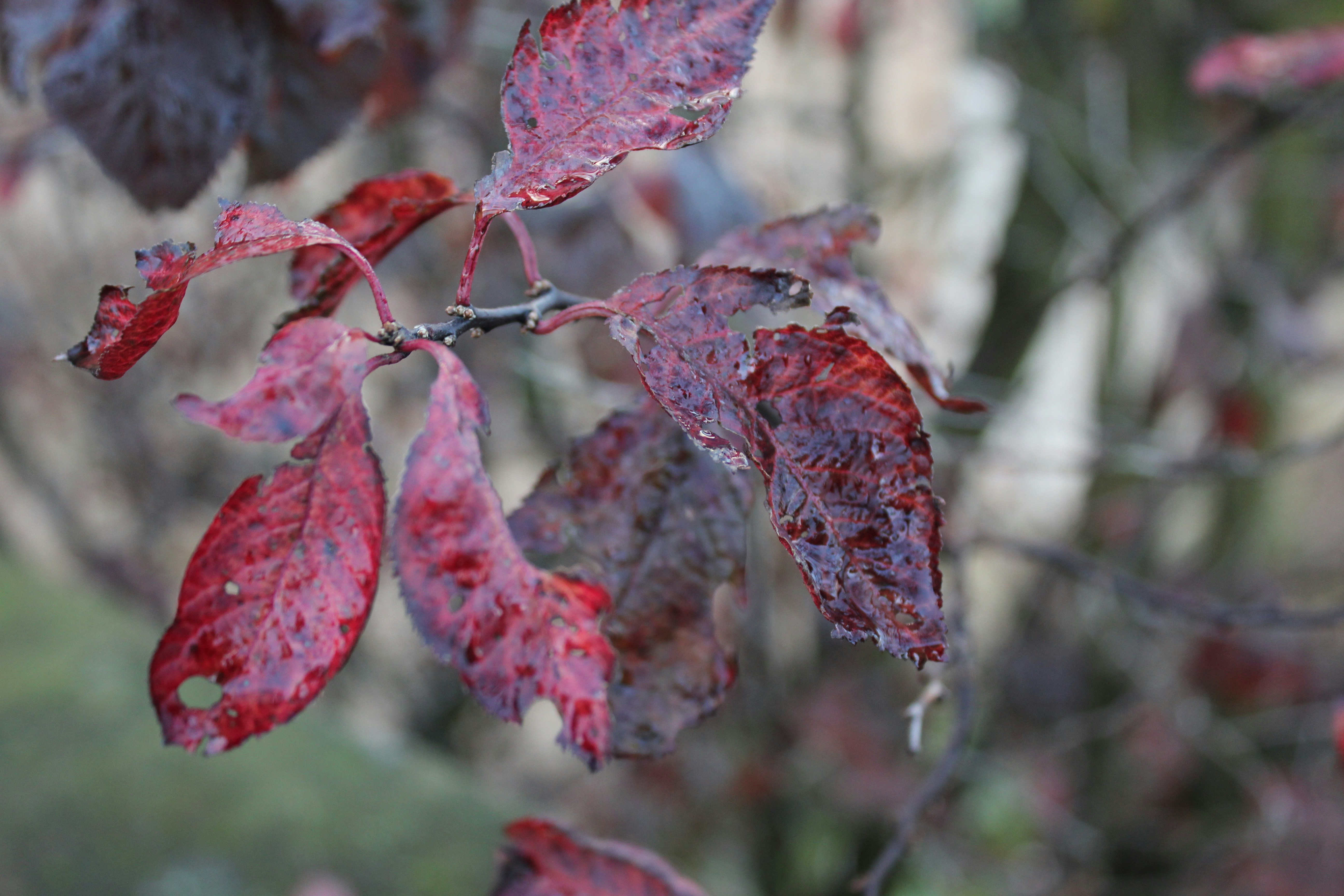 a branch with red leaves in the rain