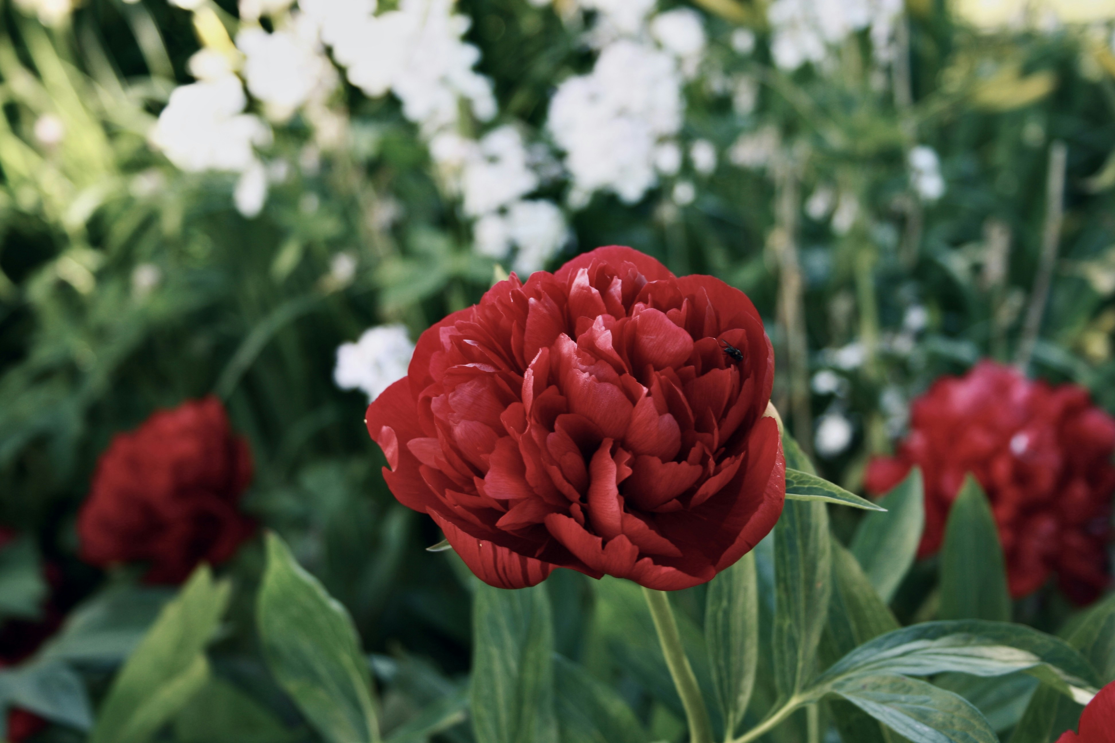 Velvet Crimson Peony Amid White Bloom Whispers
