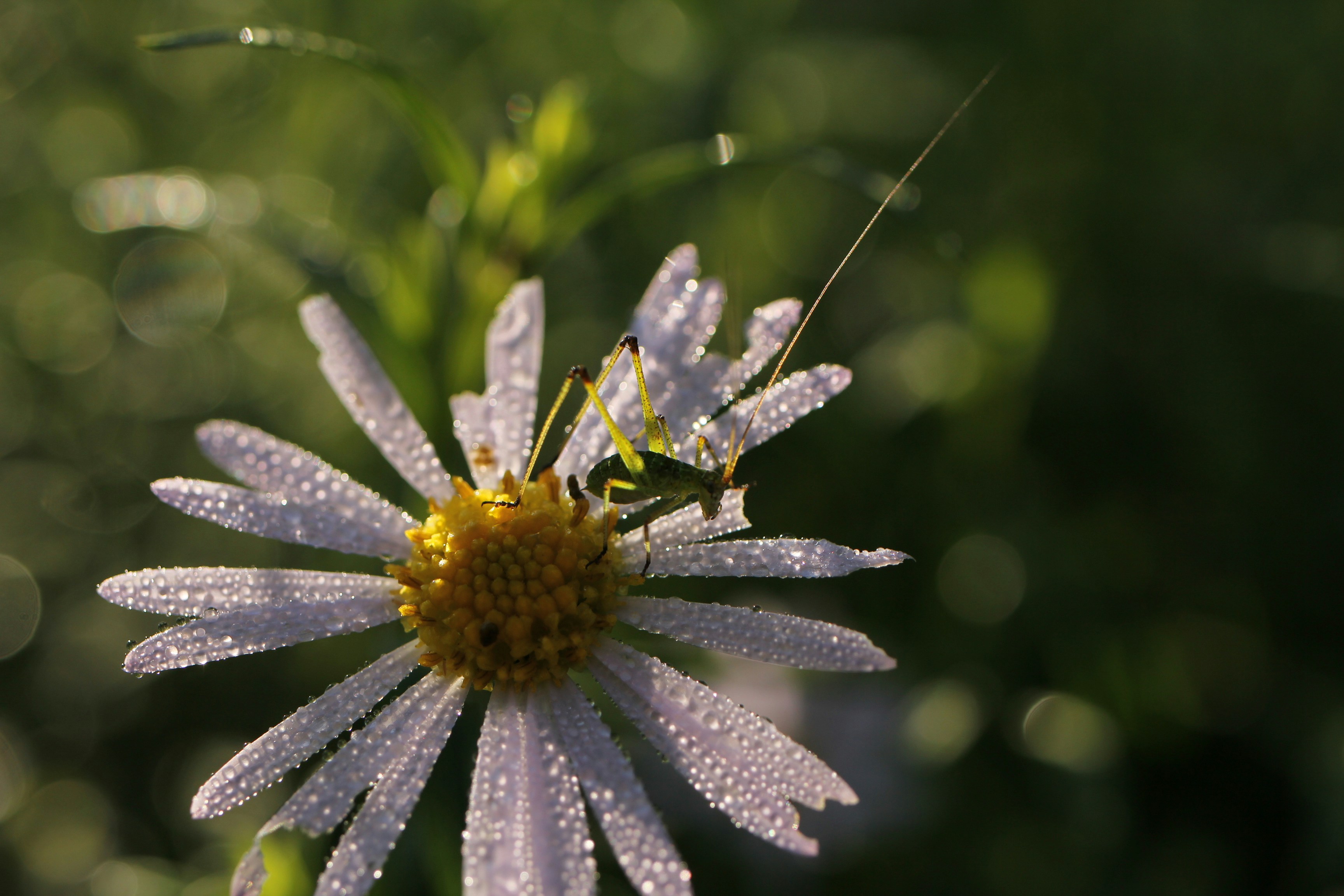 Dew-Kissed Daisy in Morning Ballet