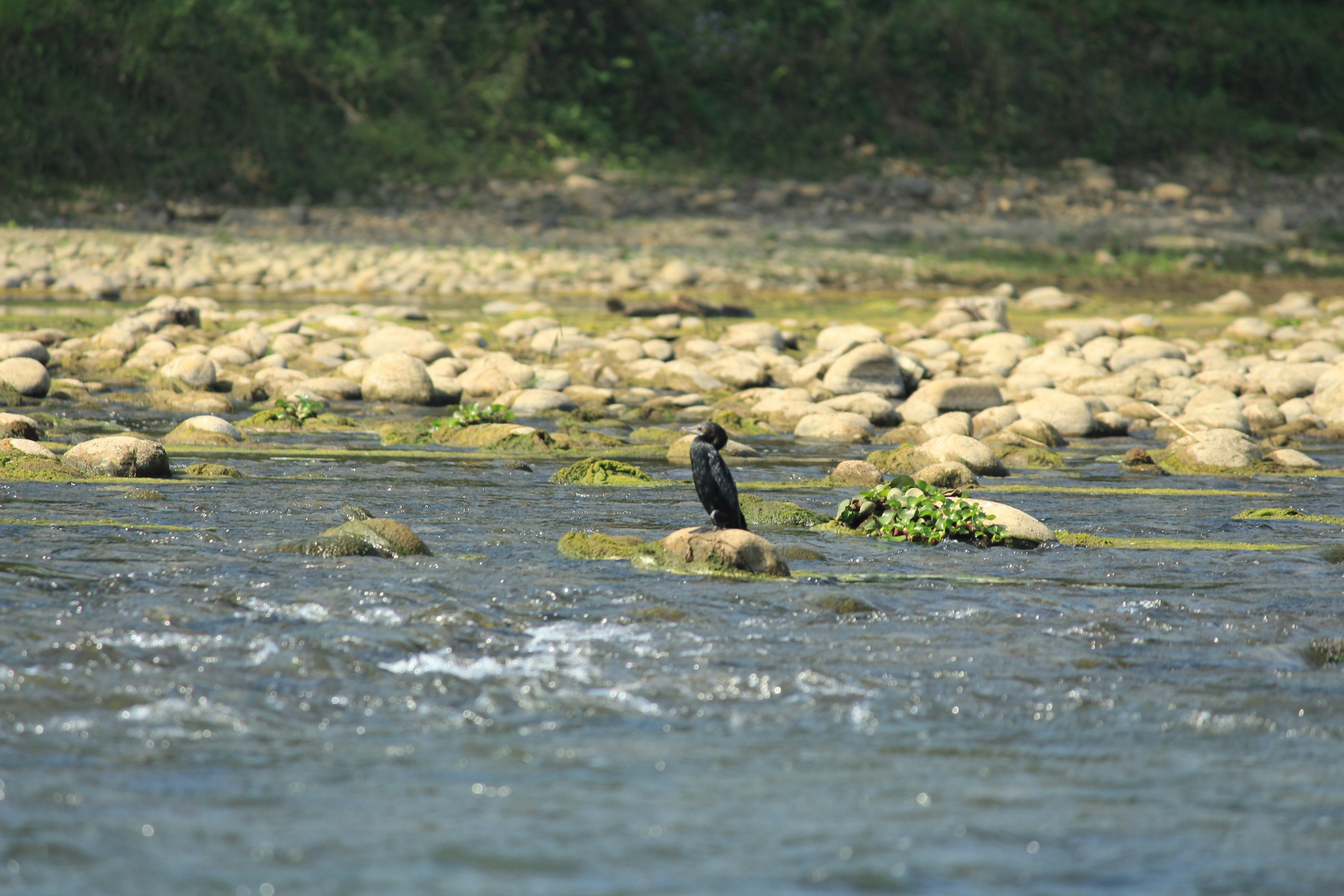 a bird sitting on a rock in a river