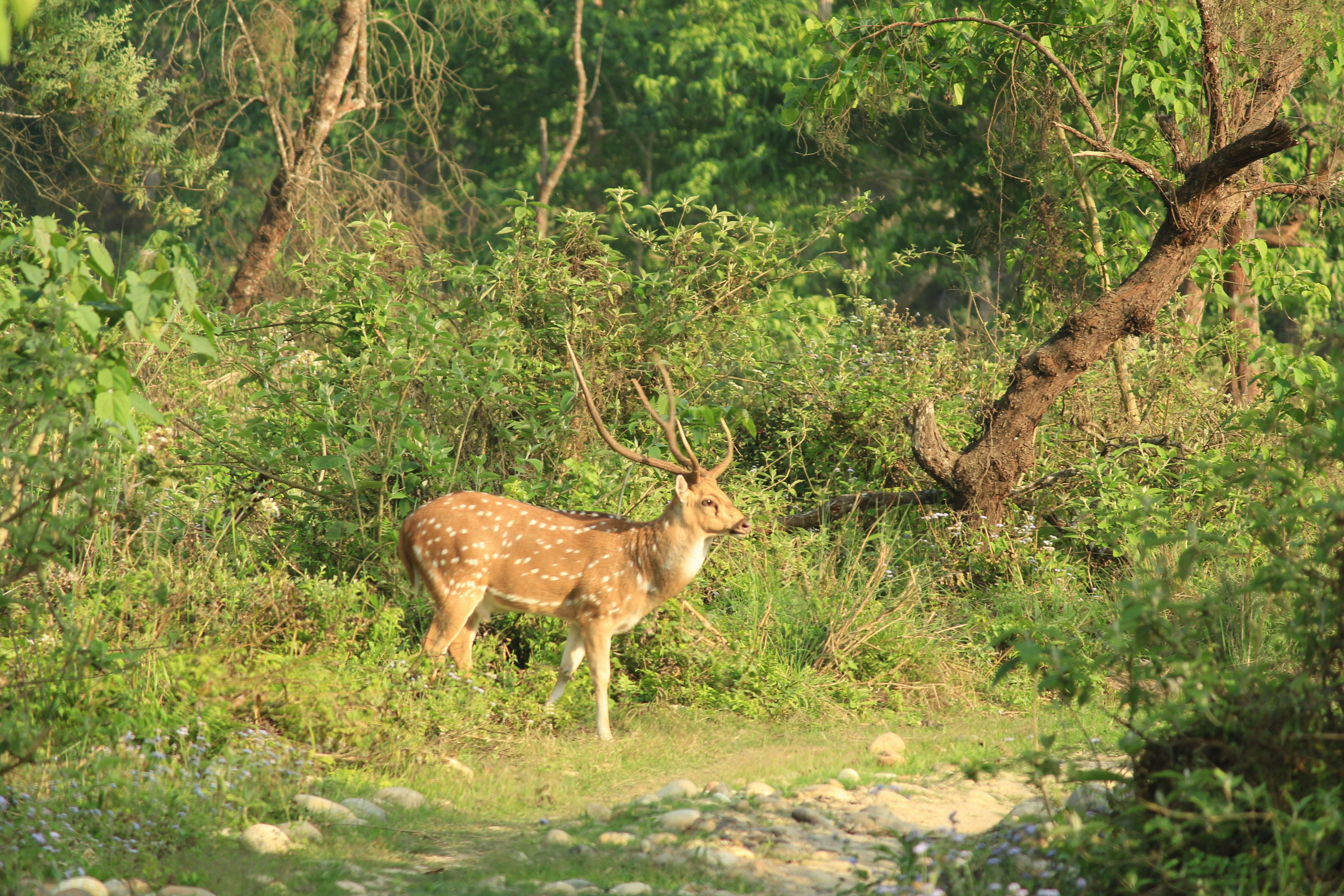 Photo by Procheta Neogi with Canon EOS 700D