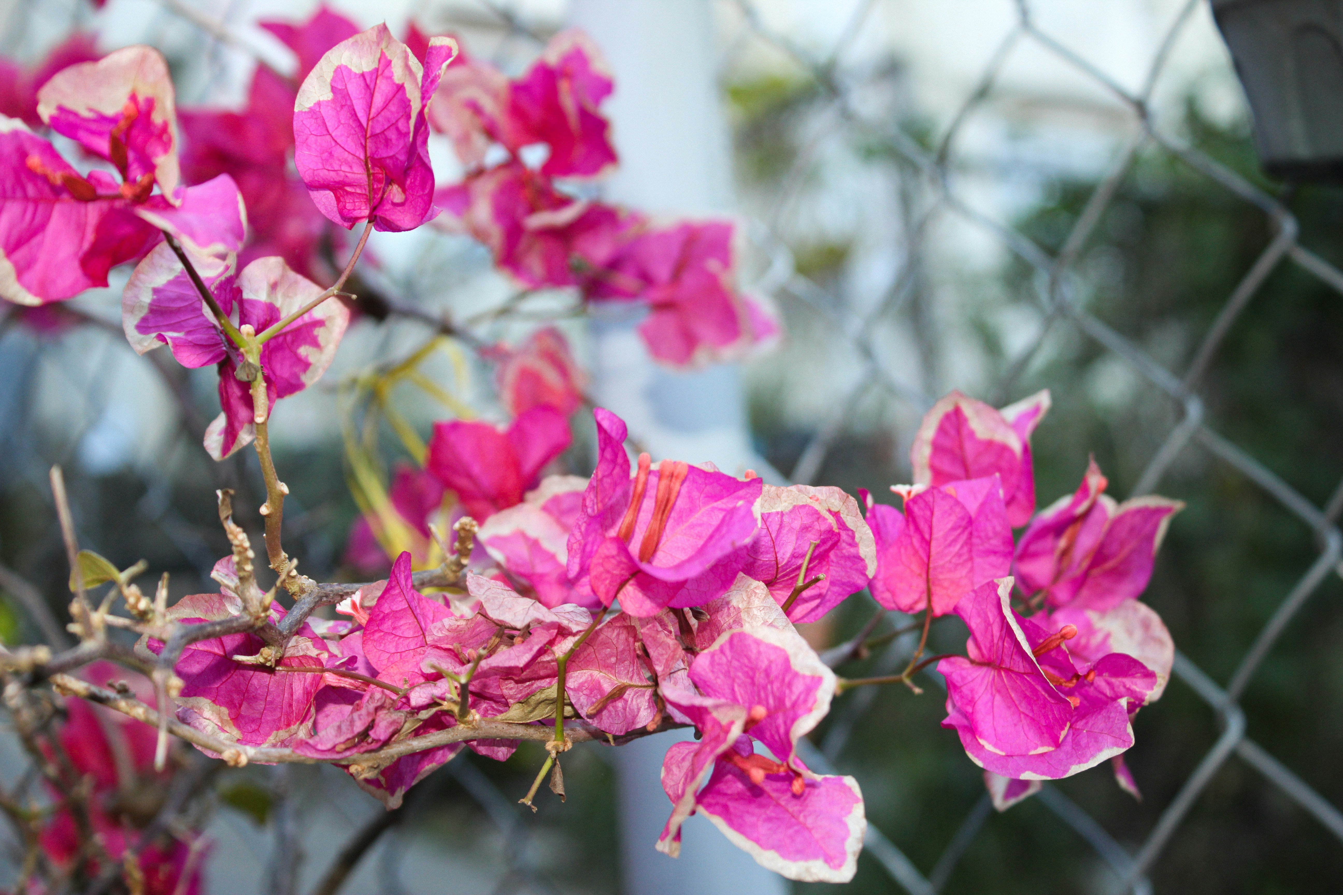 A bunch of pink flowers growing on a chain link fence photo – Free ...