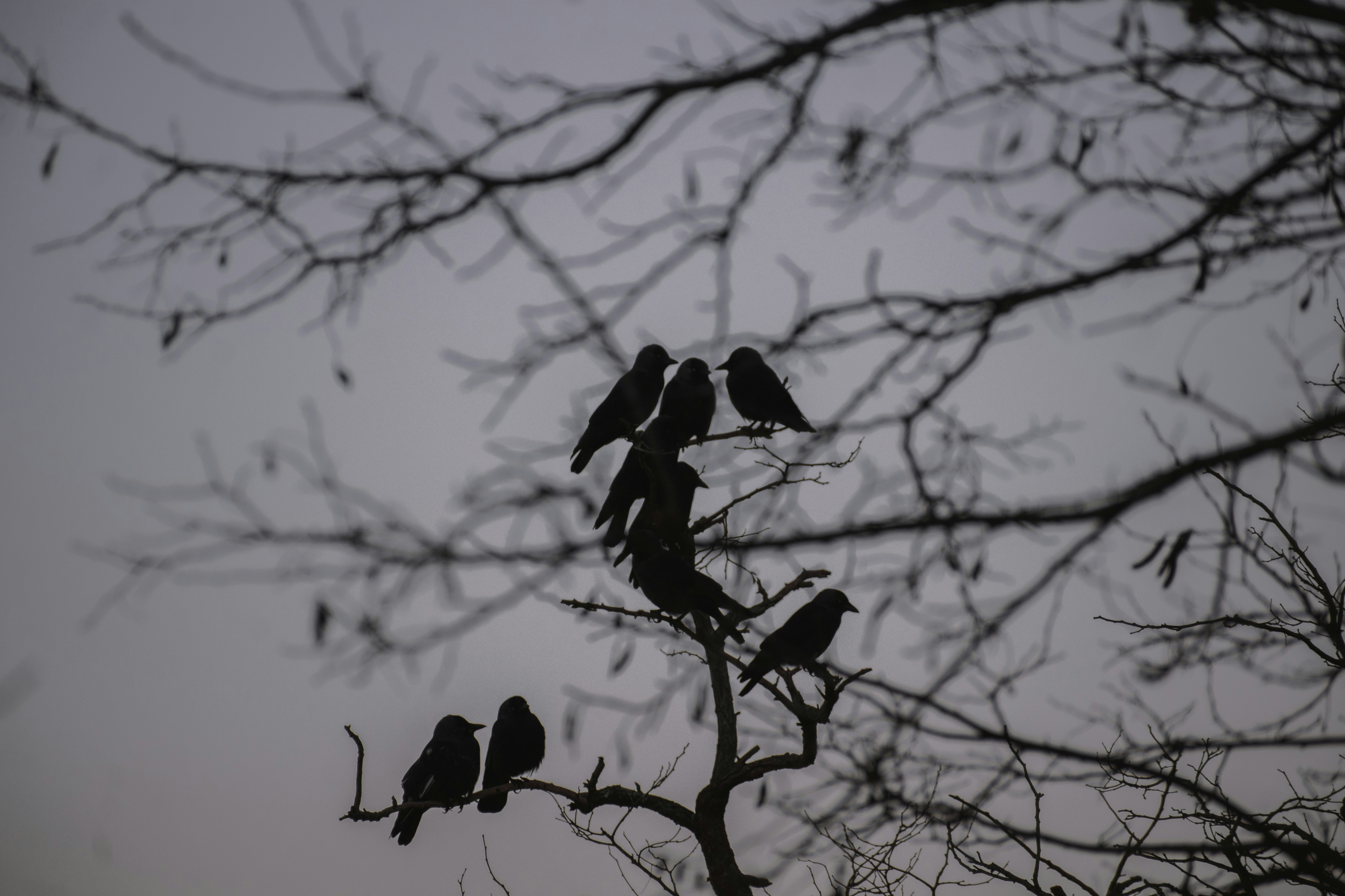 a flock of birds sitting on top of a tree branch