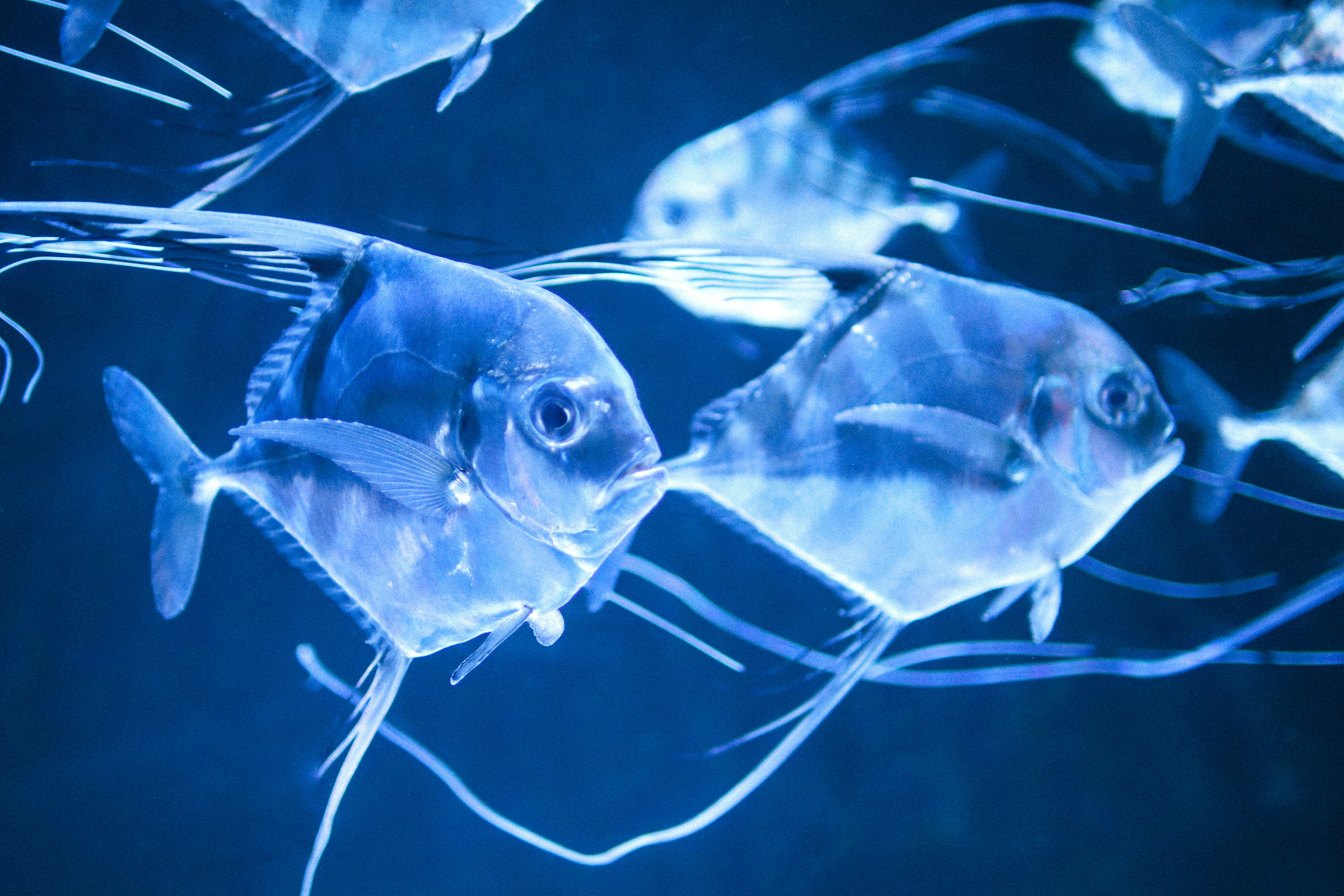 A group of fish swimming next to each other photo – Free Fish Image on ...