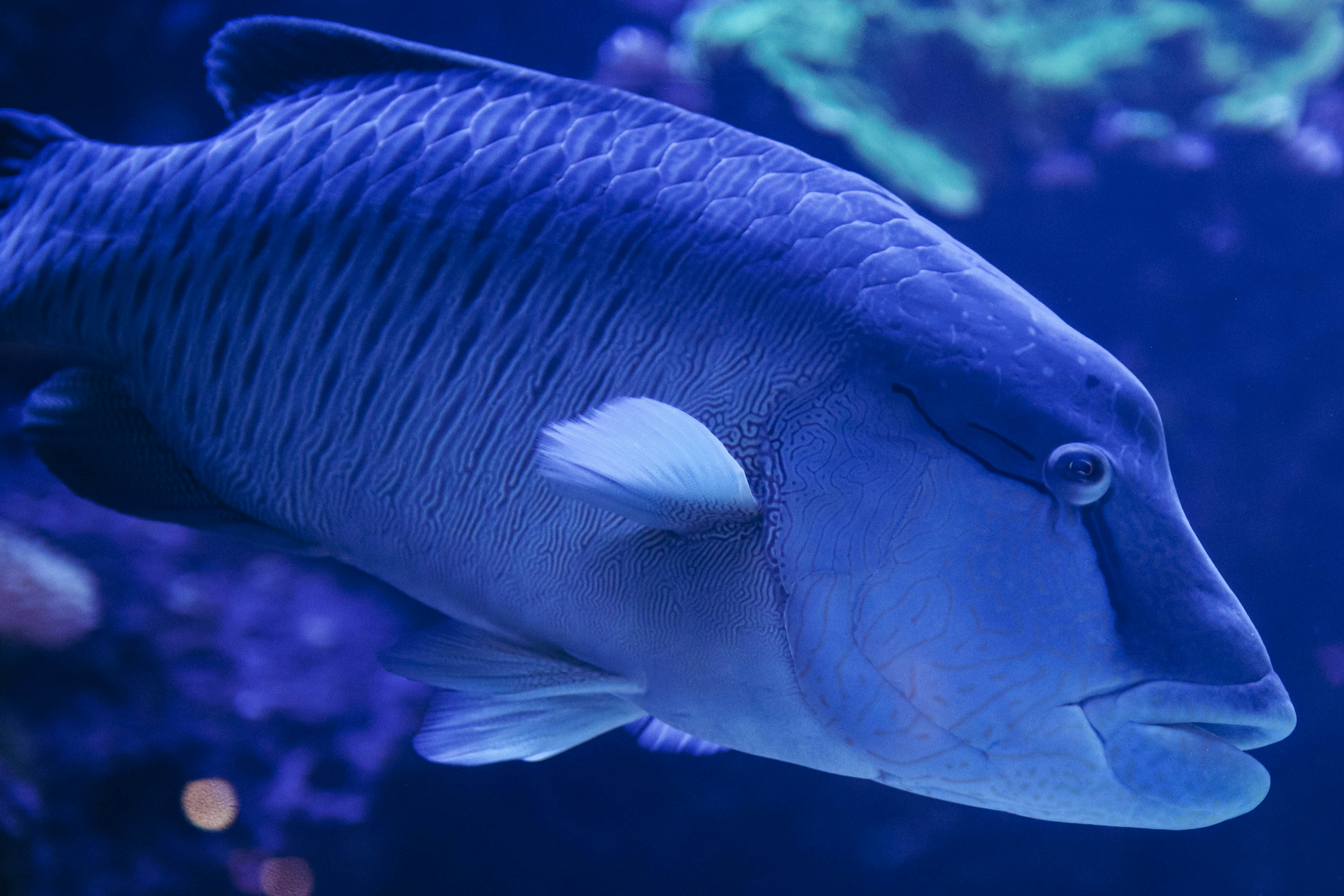 A large blue fish swimming in an aquarium photo – Free Fish Image on ...