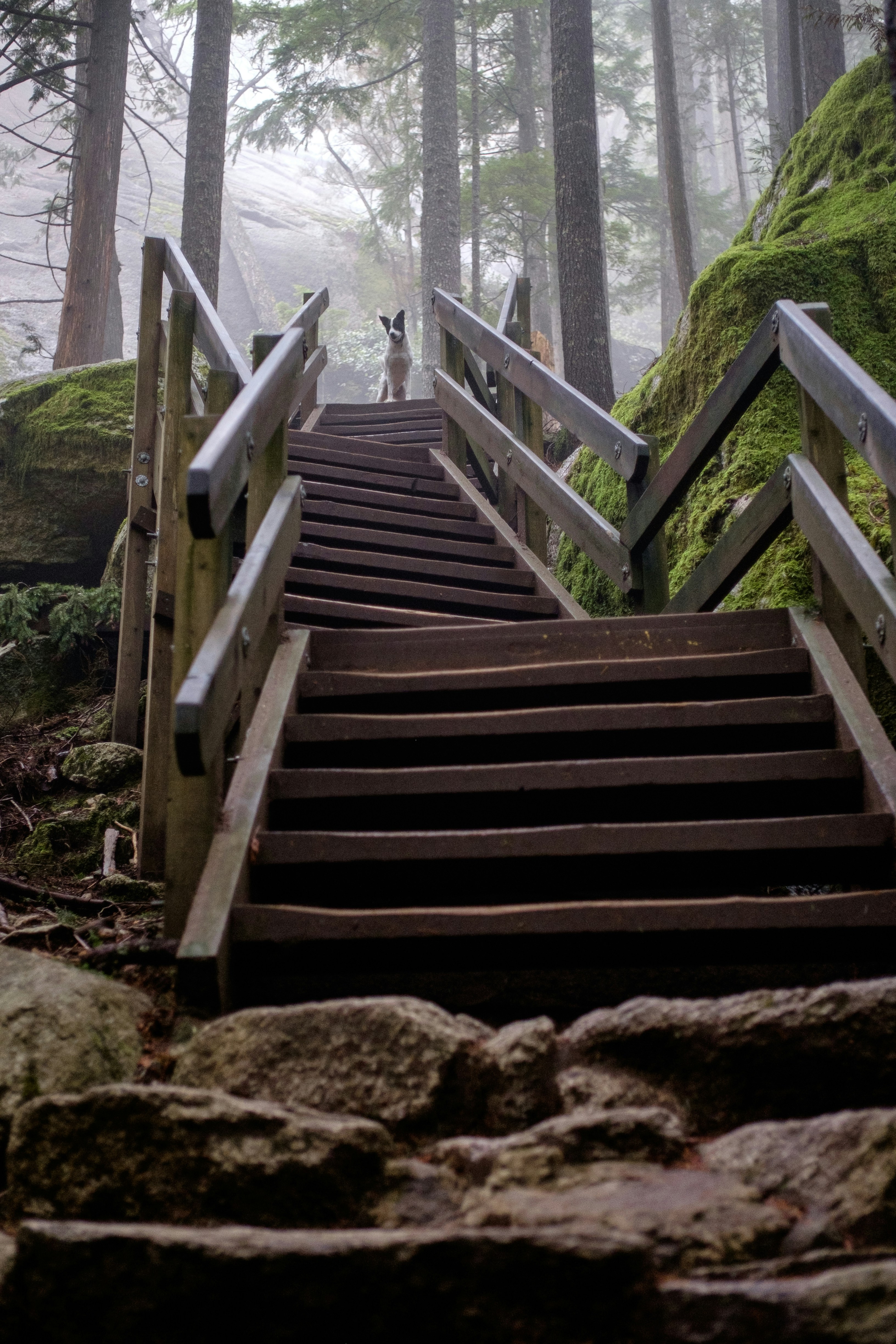 A set of stairs leading up to a forest photo – Free Squamish Image on ...