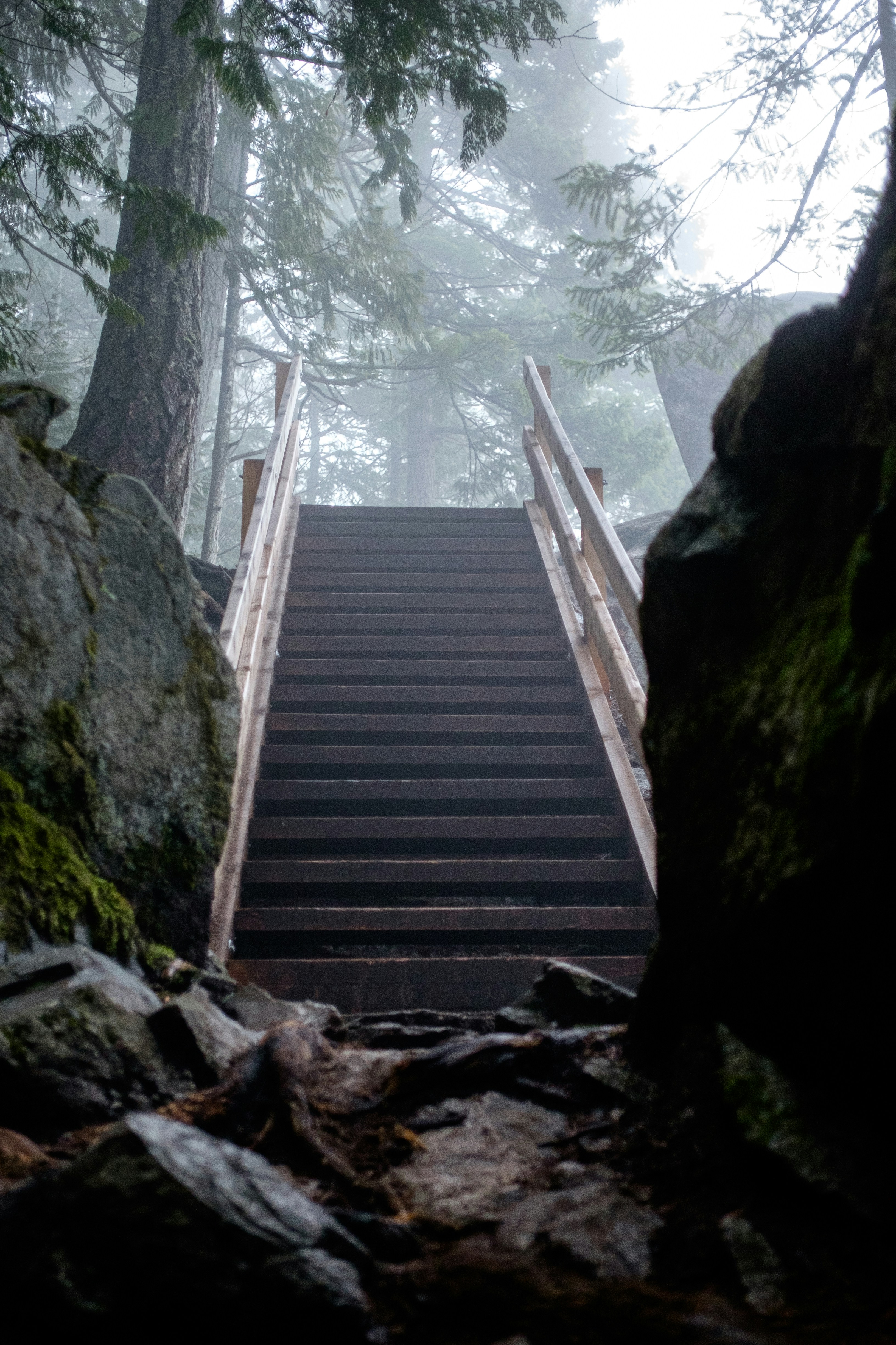 Mistbound Staircase: Ascending Through a Mossy Forest