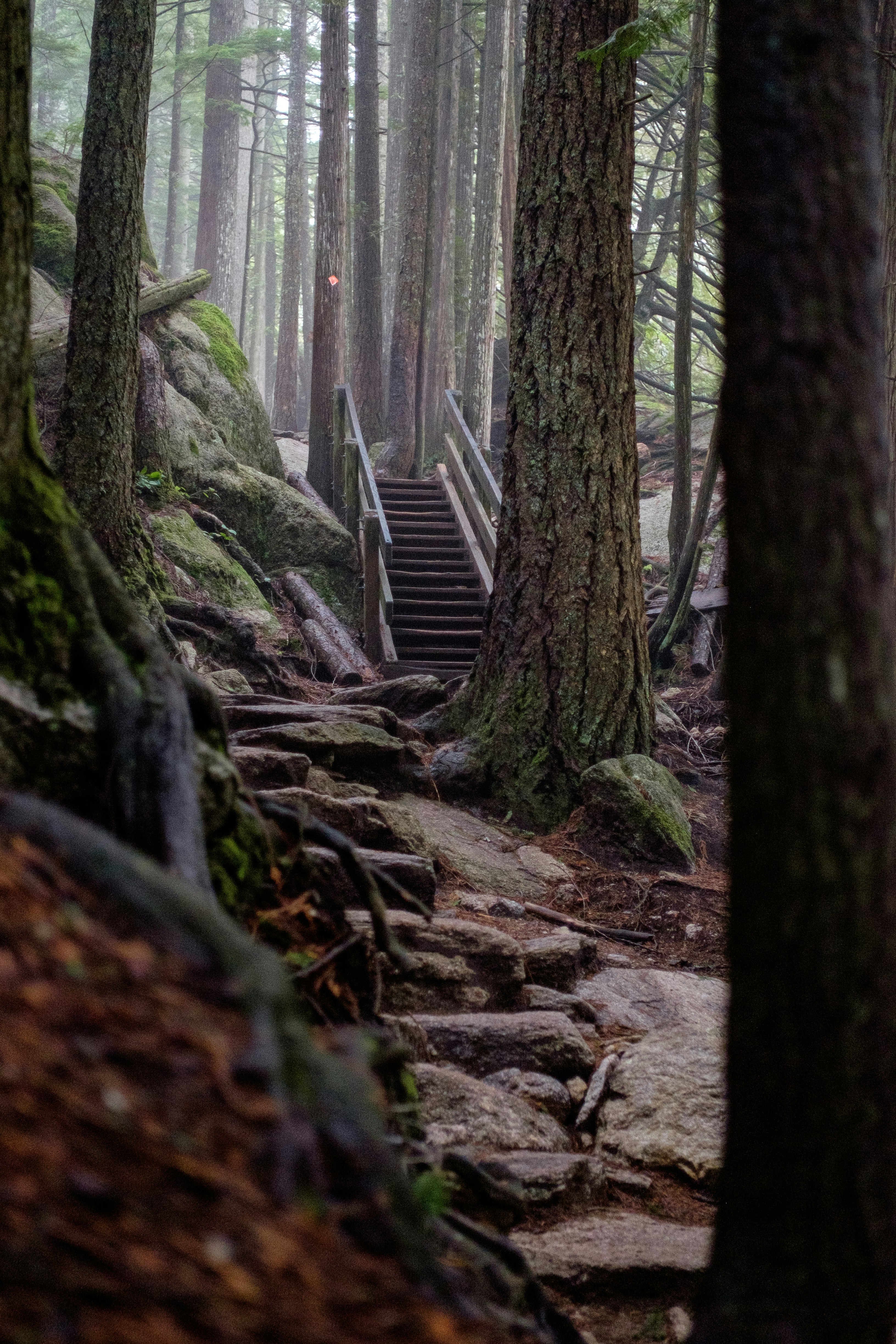 A set of stairs in the middle of a forest photo – Free Squamish Image ...