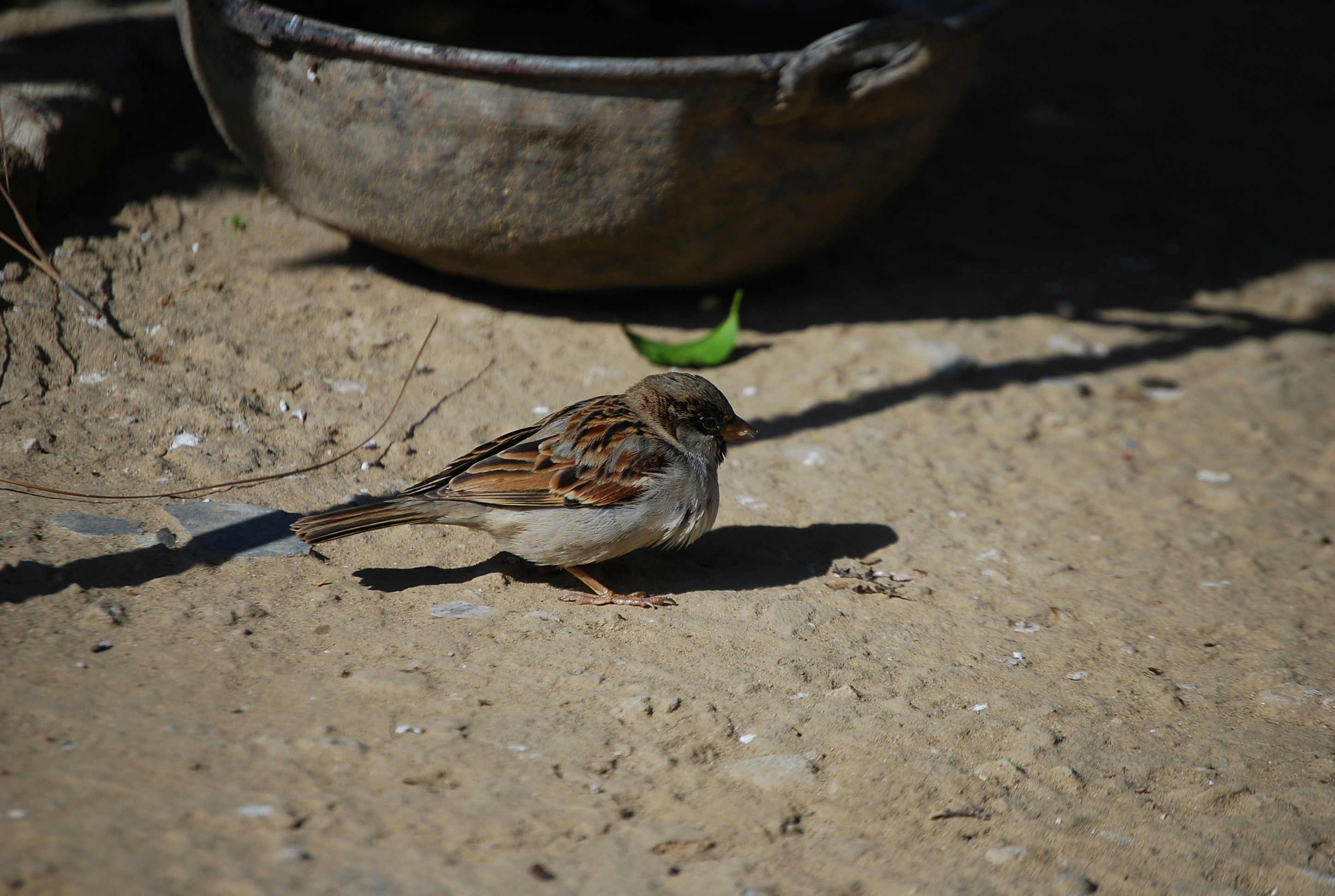 Photo by jibran j with Nikon D40X