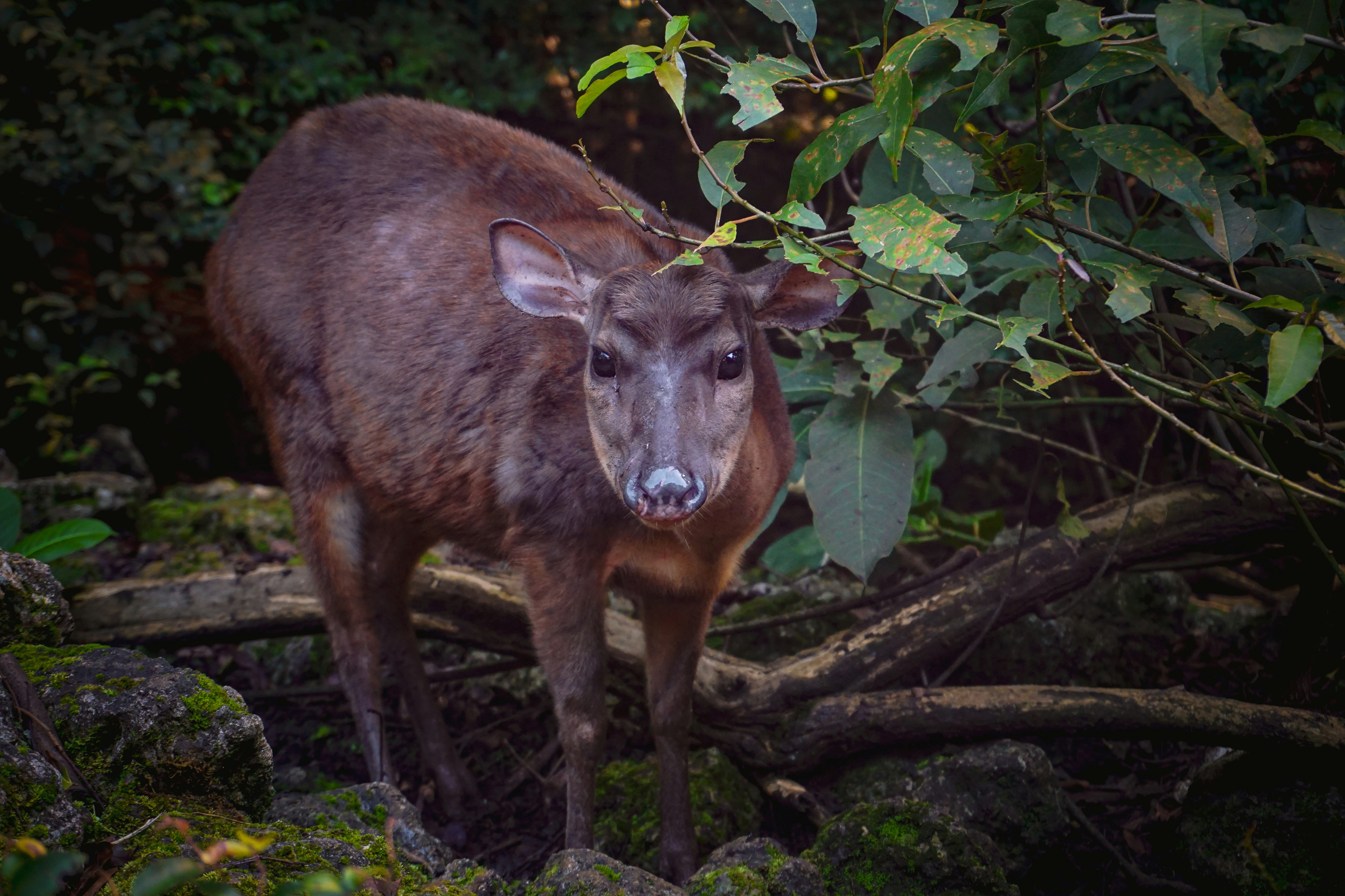 Deer in woodland