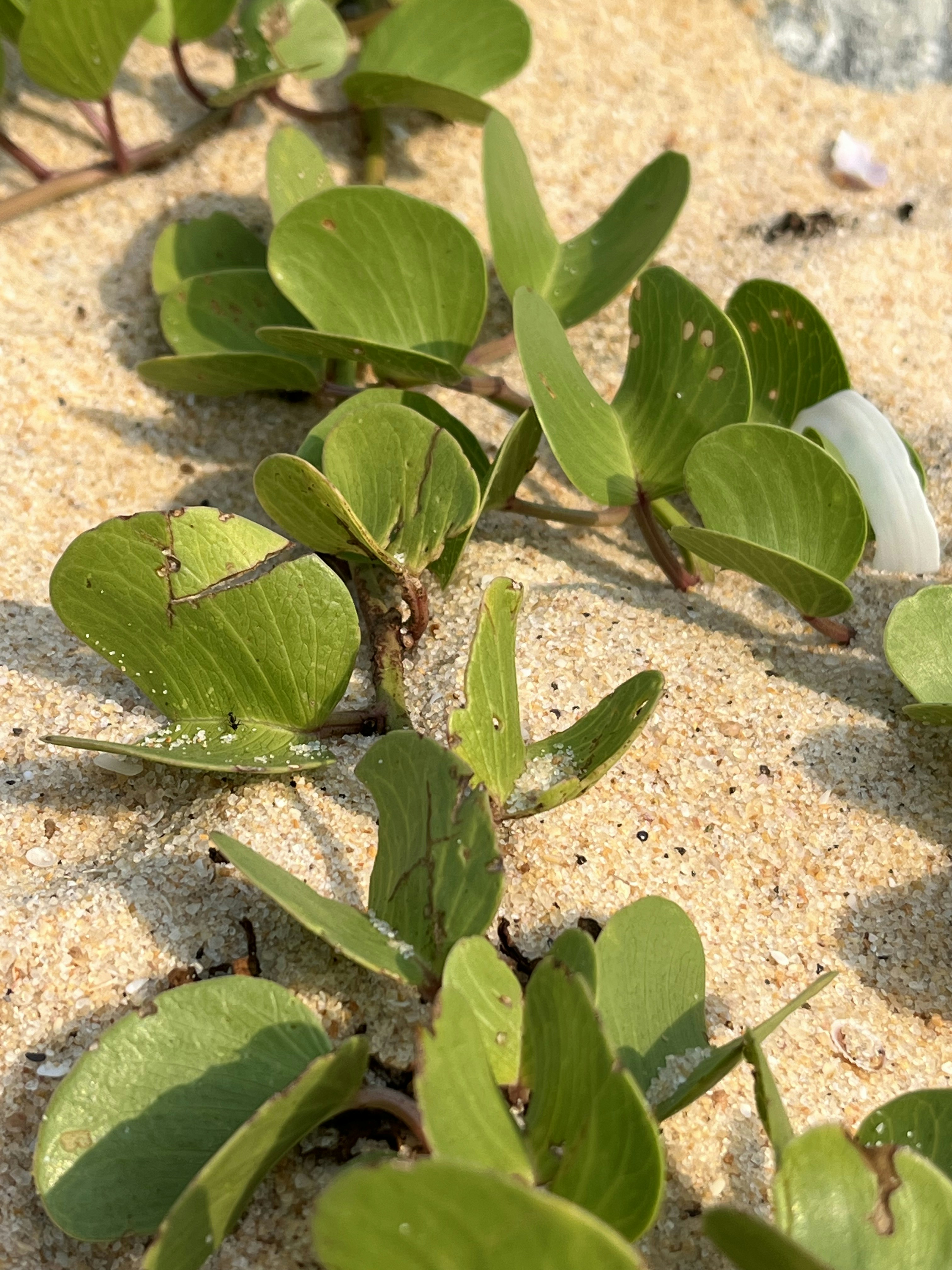 Coastal Green Thread: Sea-Grape Vines Winding Through Sand