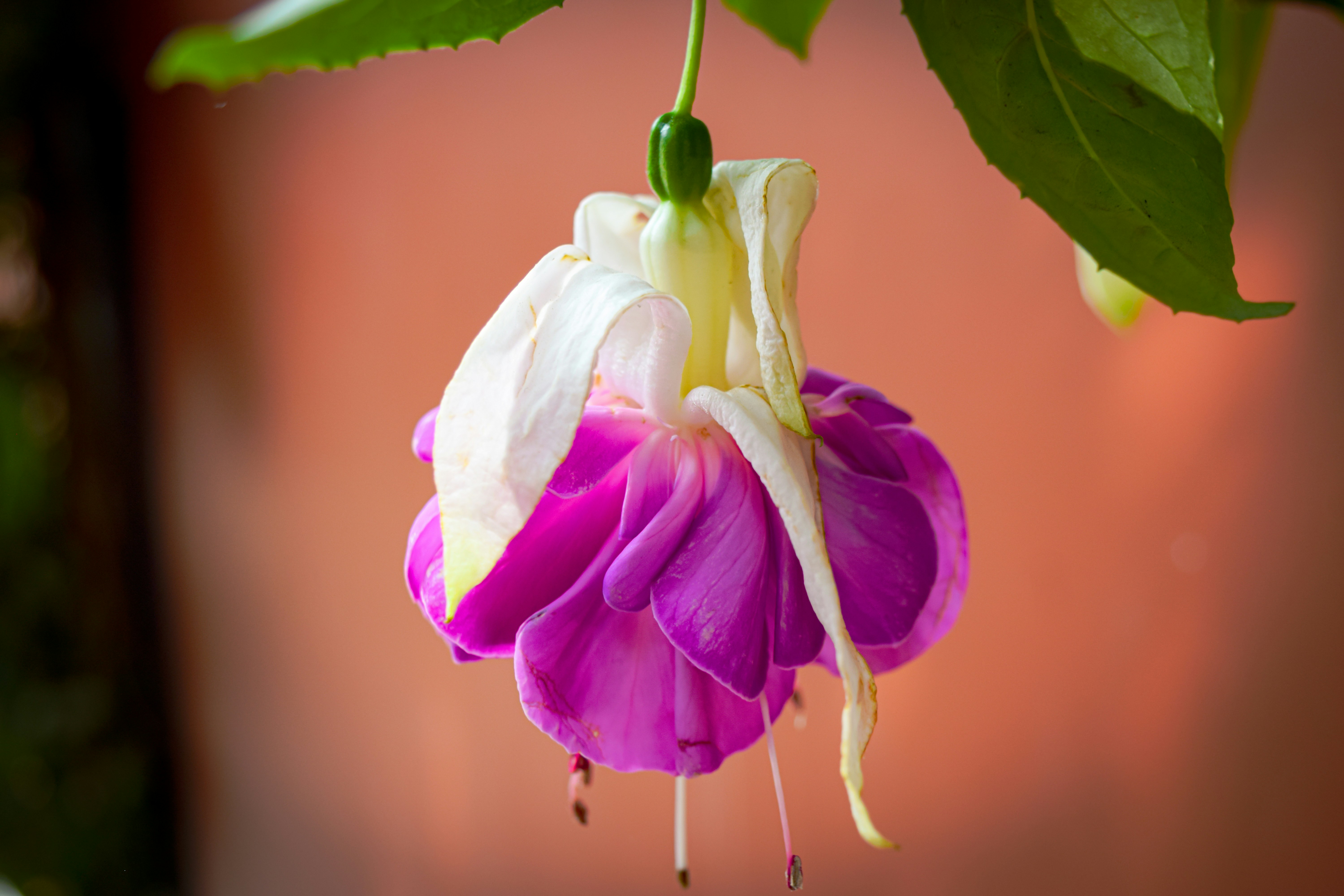Una flor púrpura y blanca colgando de un árbol foto – Imagen de ...